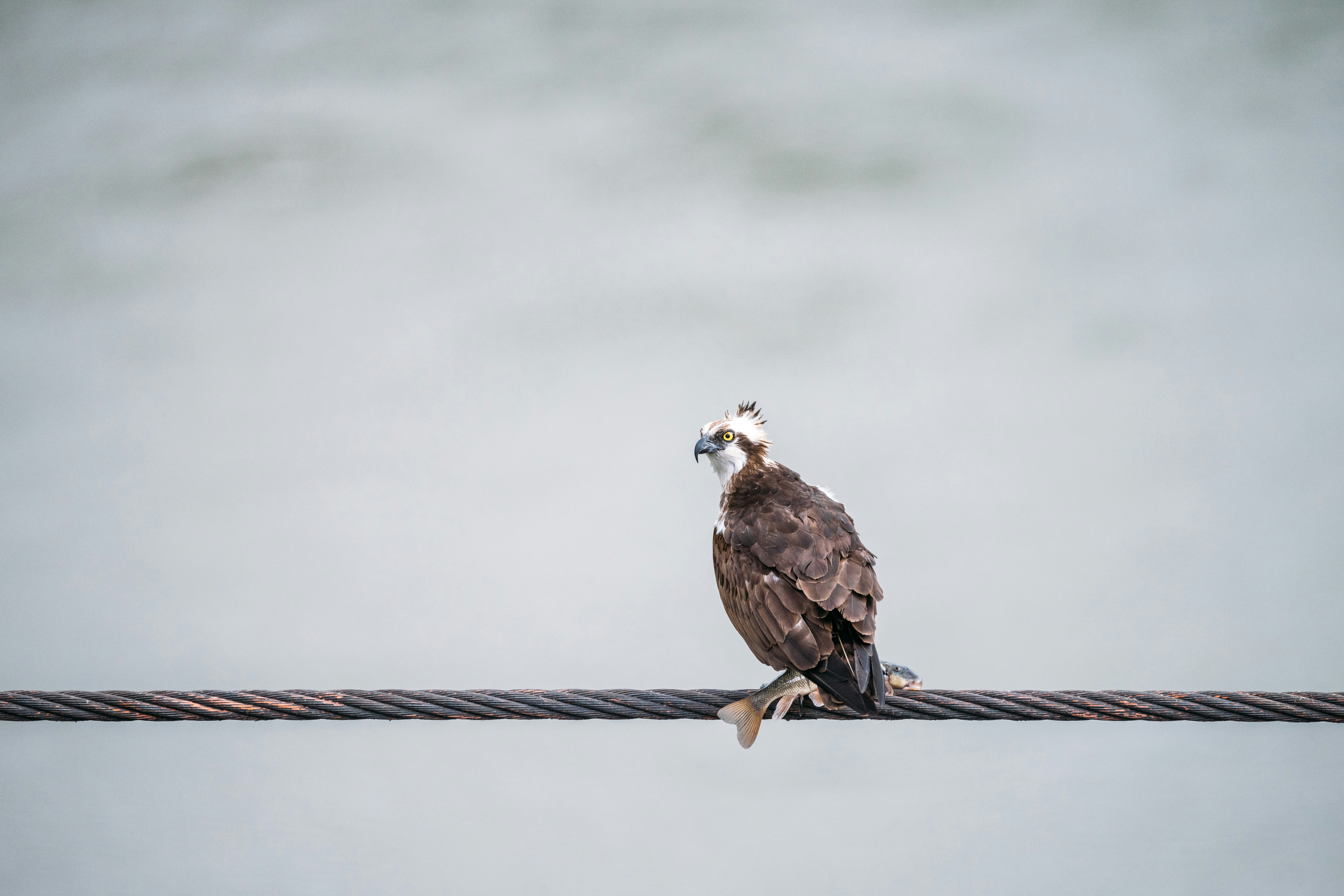 Lone Osprey on a Cable, Glistening Waters in the Background