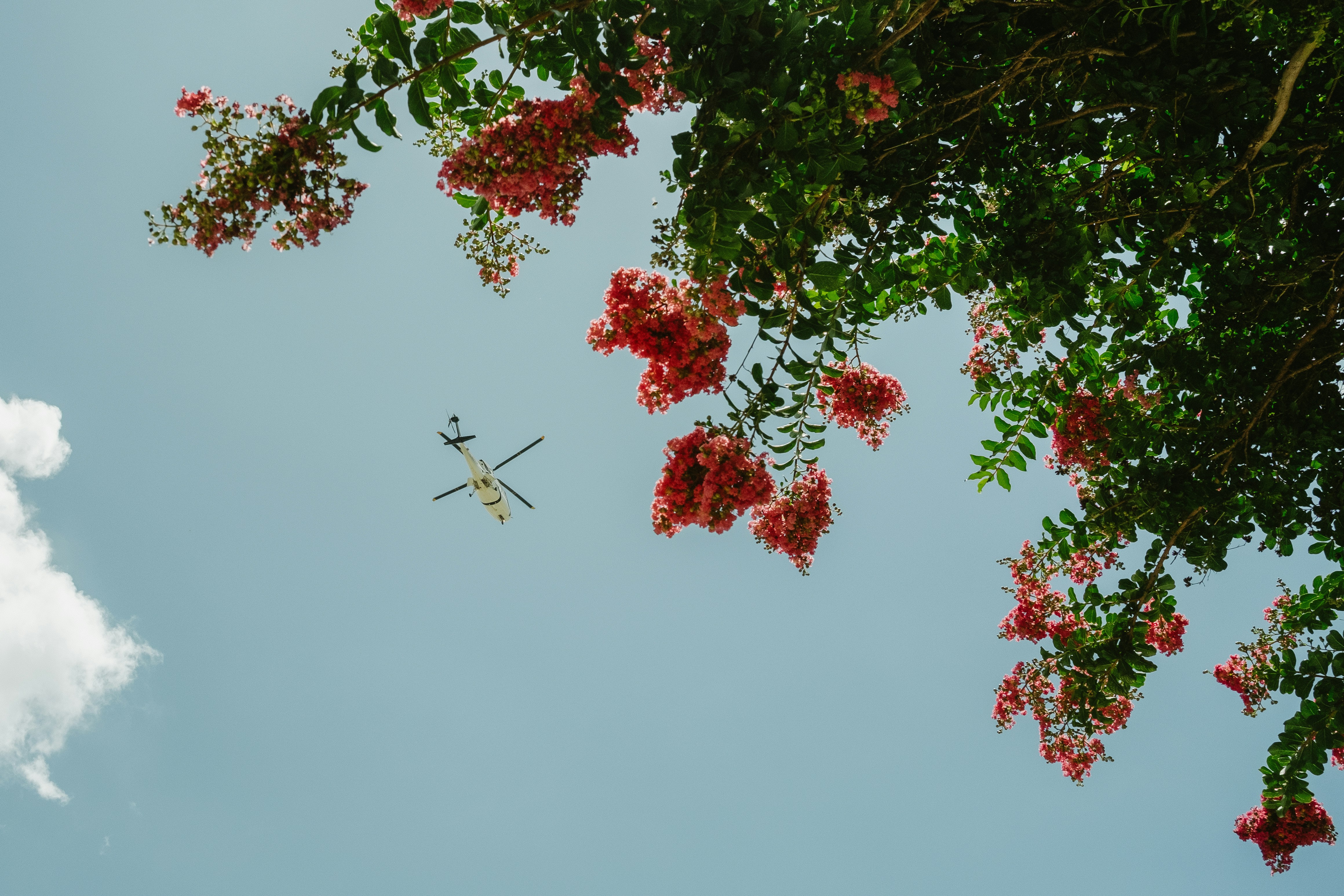 Blue Sky and Bloom: Helicopter Silhouette Under Pink Bougainvillea