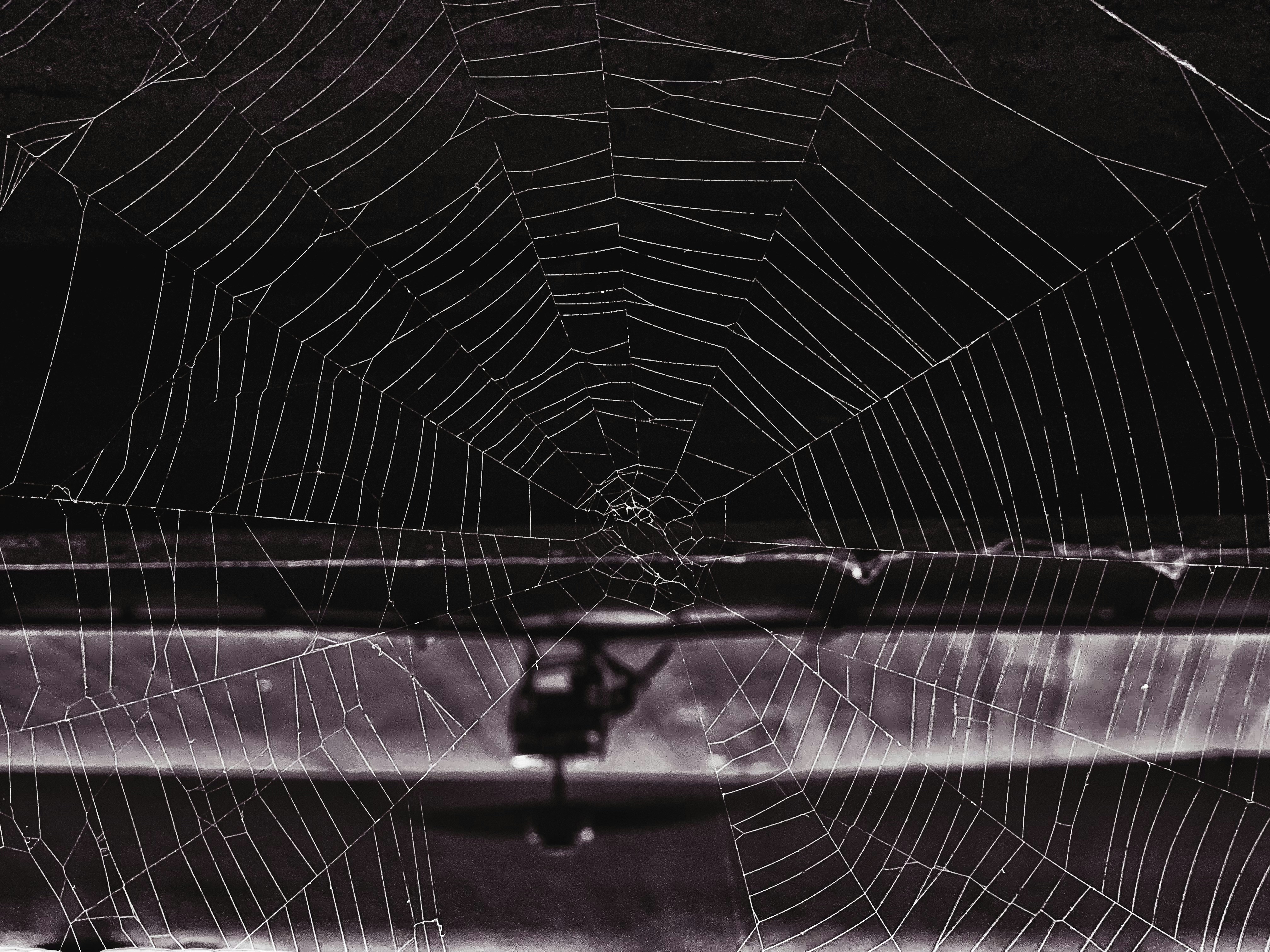 Black and white spiderweb with a spider.