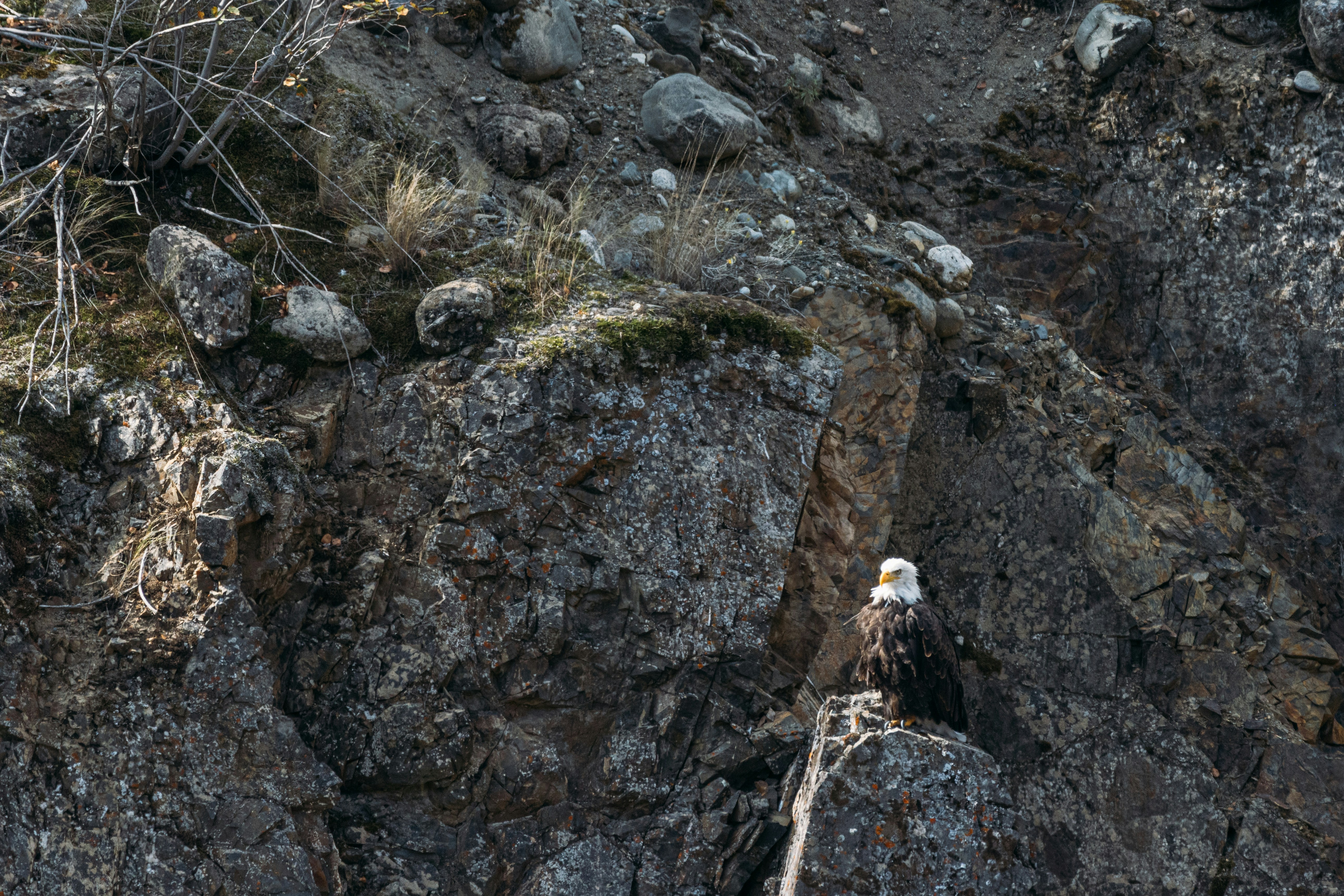 Lookout on the Crag: A Lone Bald Eagle Oversees from the Cliff