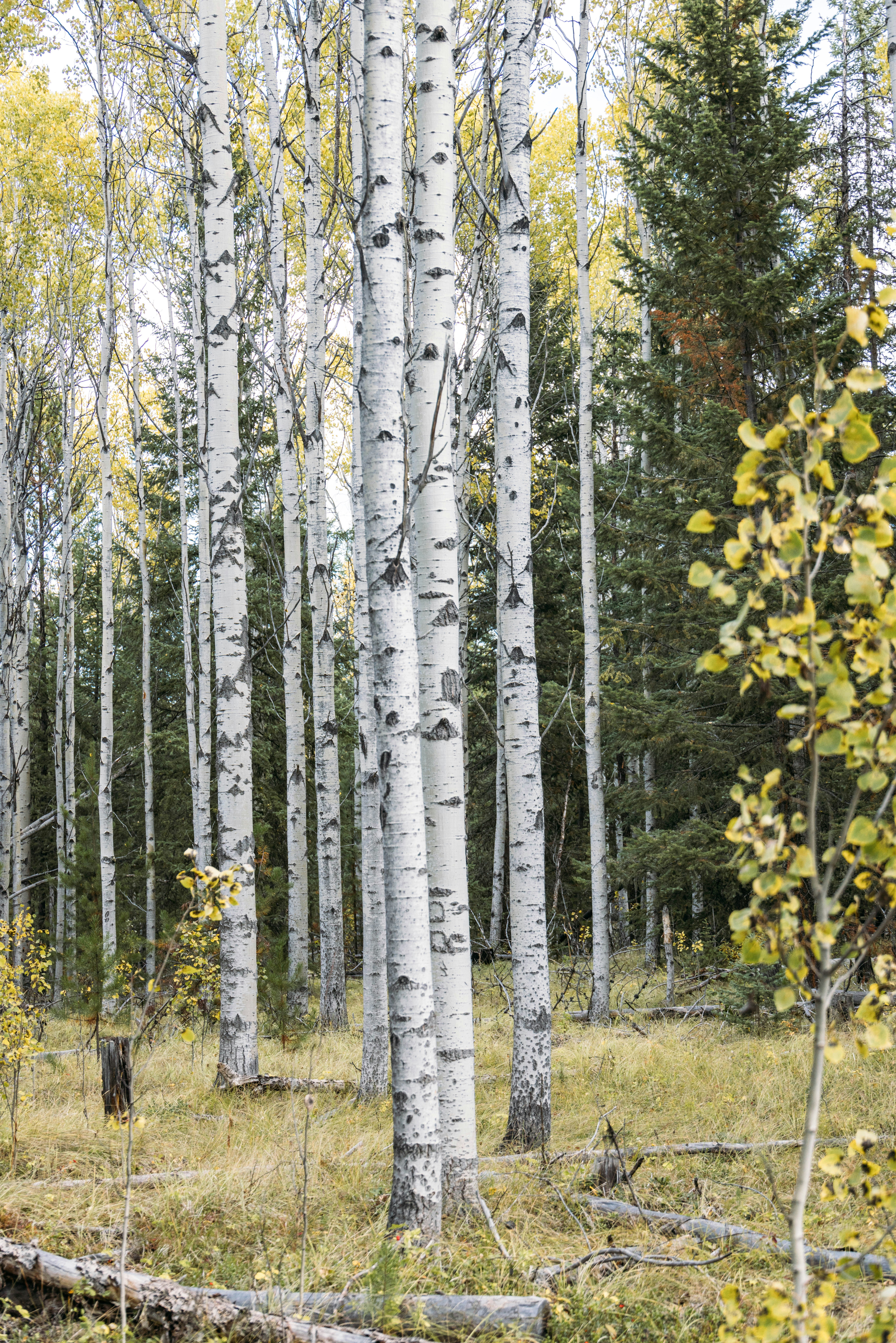 Whispering Birch Avenue in Autumn Light