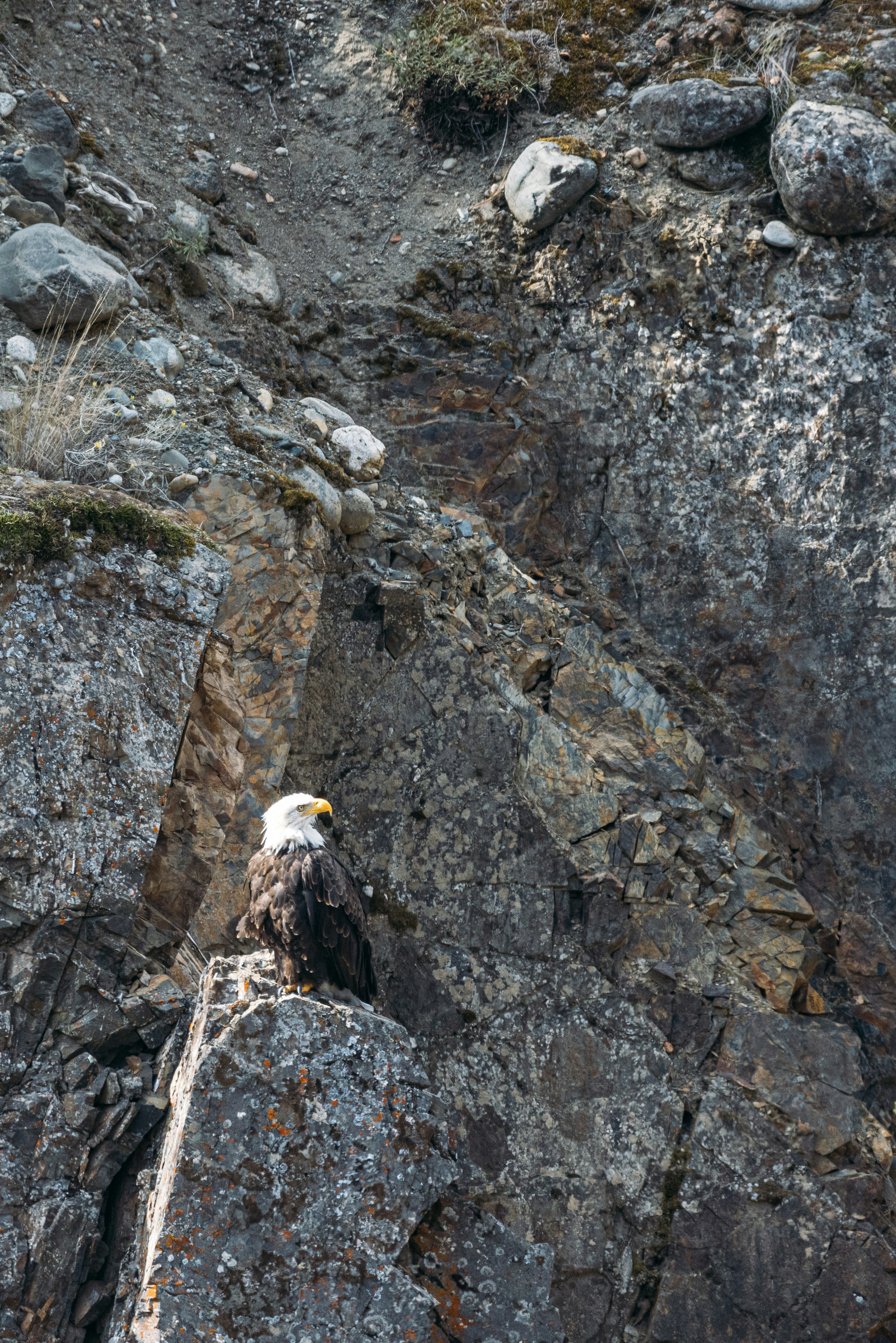 Raptor on a rugged ledge: vigilant gaze among jagged rocks