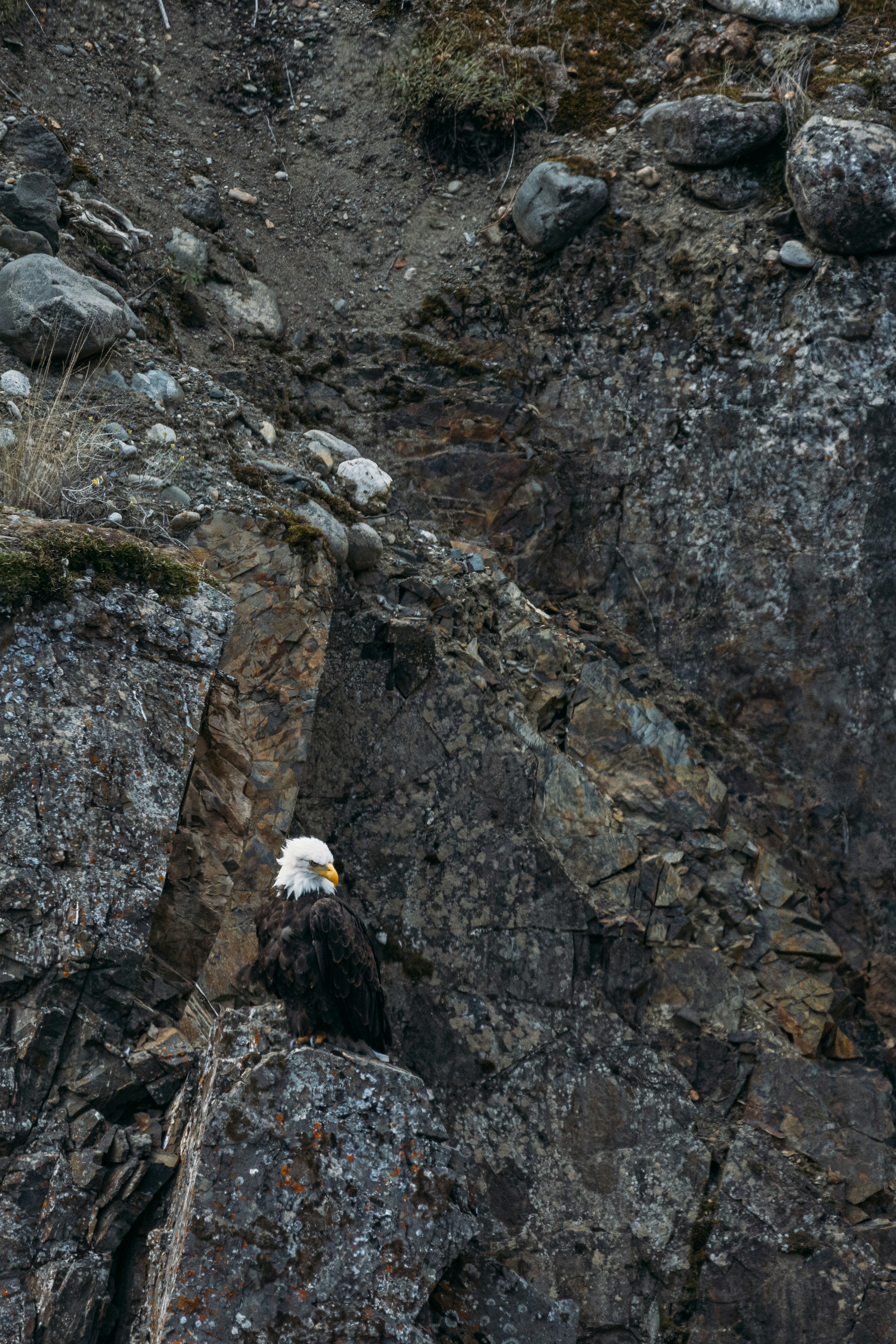 Lone Bald Eagle Watches Over rugged cliffside
