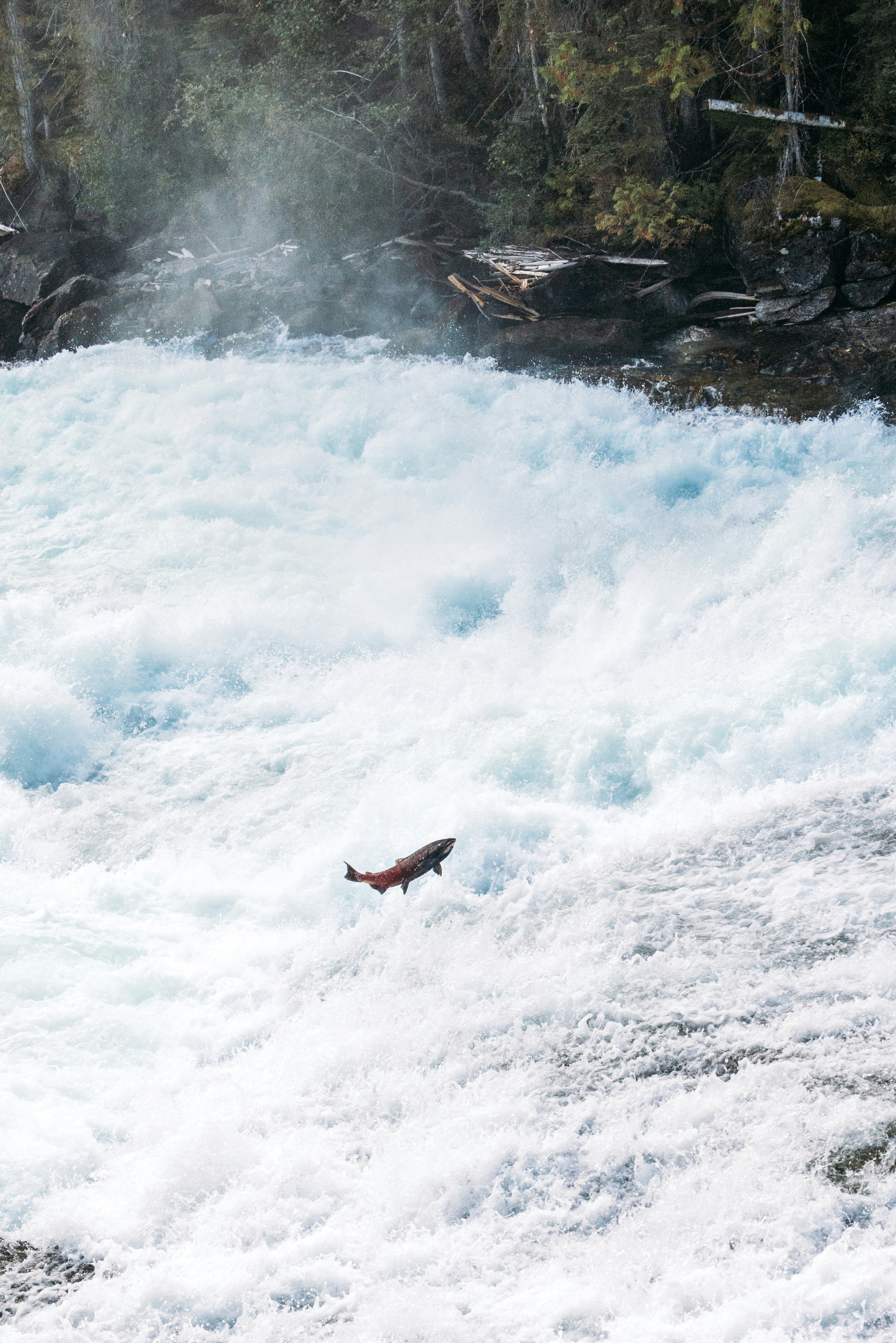 Salmon in the Wake: a river’s turbulent leap