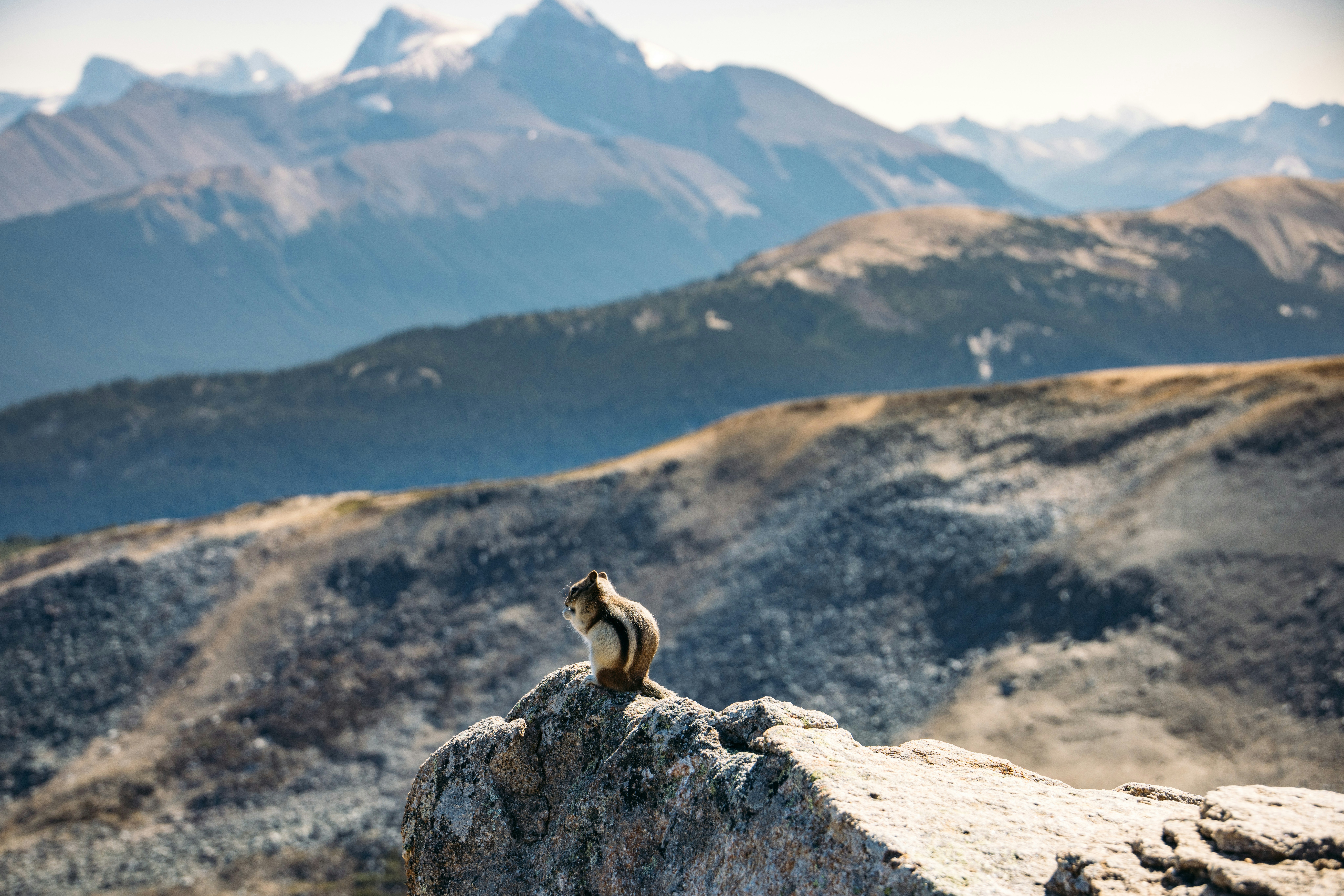 A solitary marmot on a sunlit sentinel of rock overlooking alpine vales