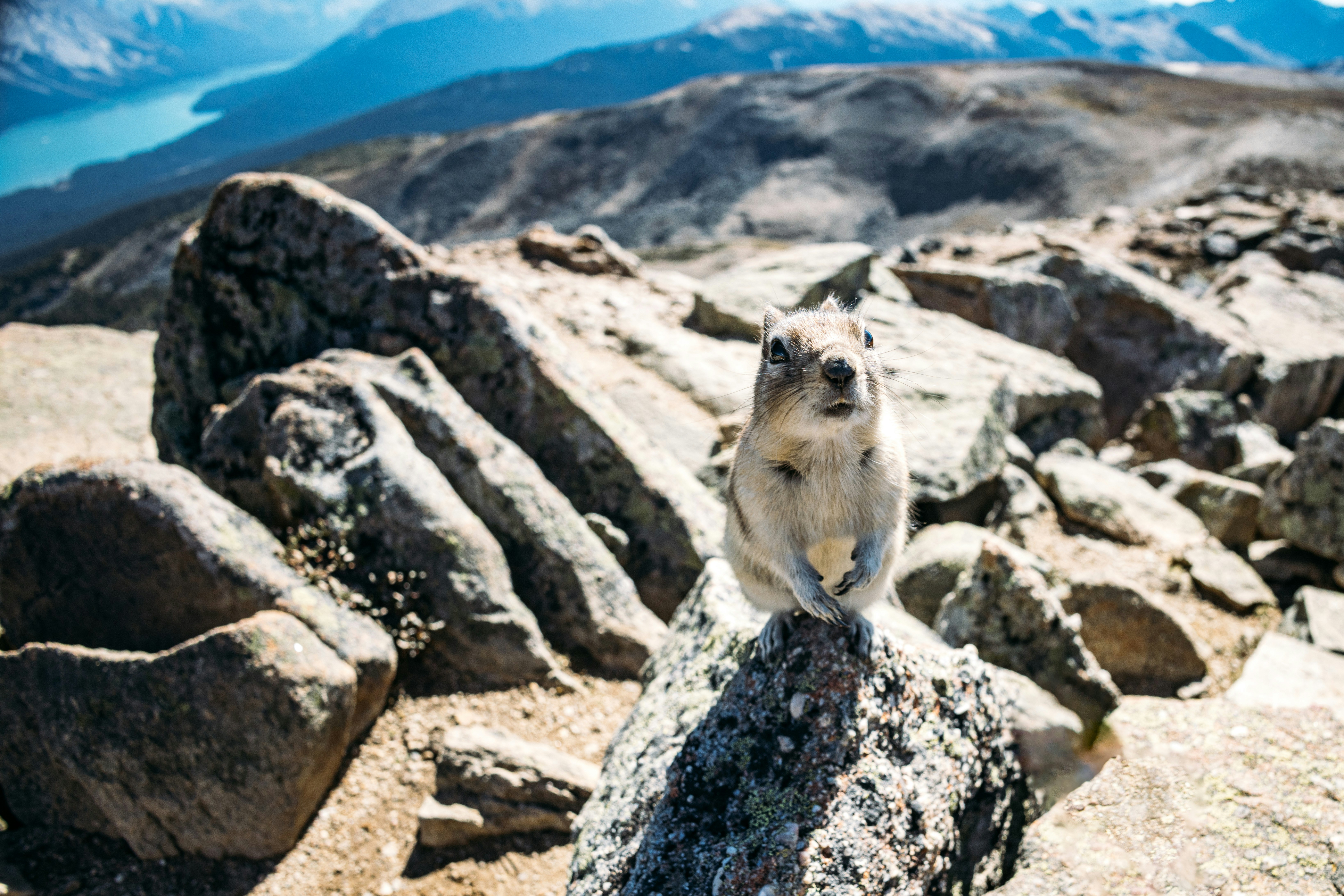 High-Altitude Marmot Sentinel on a Jagged Peak