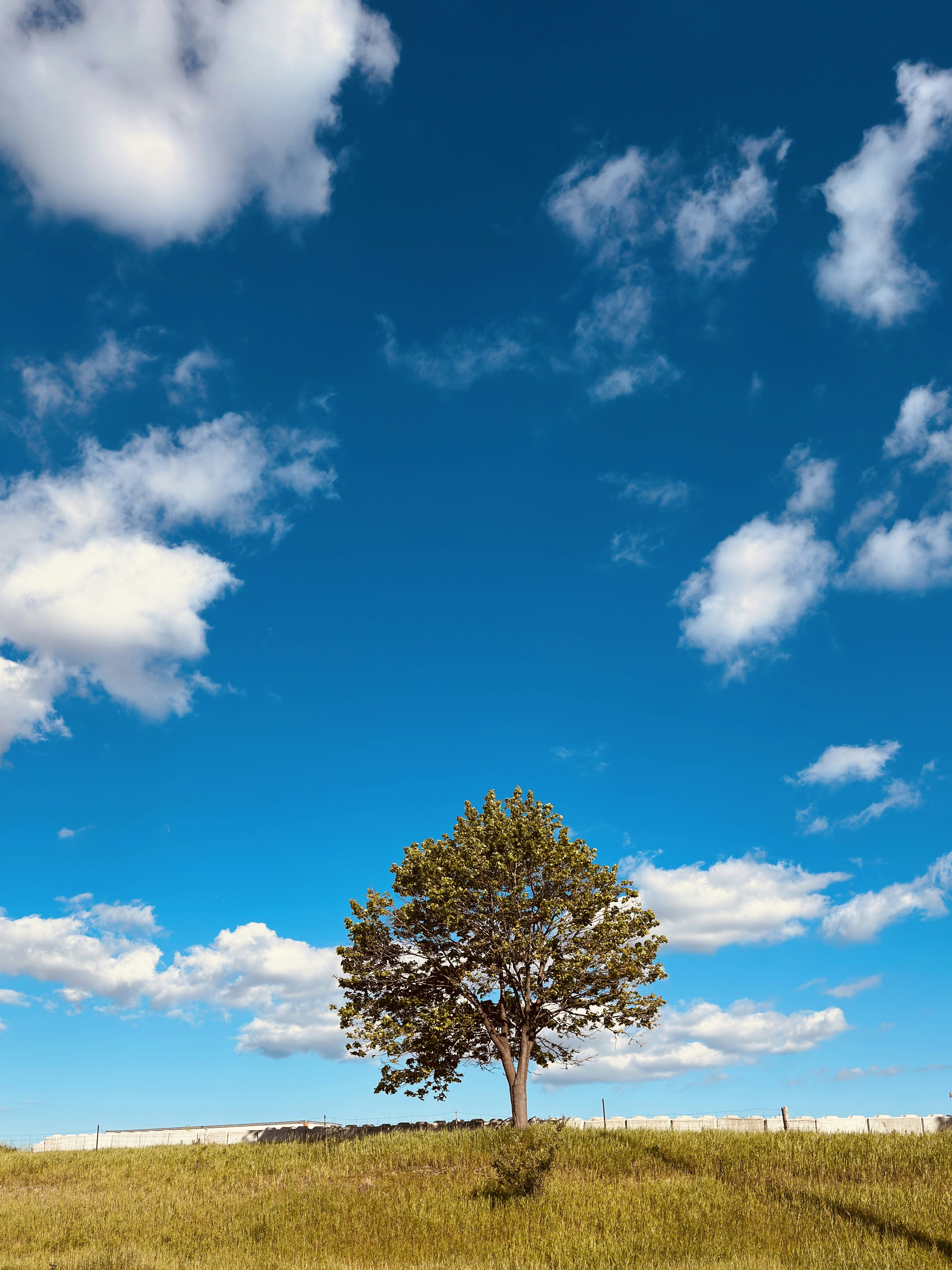 Lone tree on a grassy hill under a blue sky.
