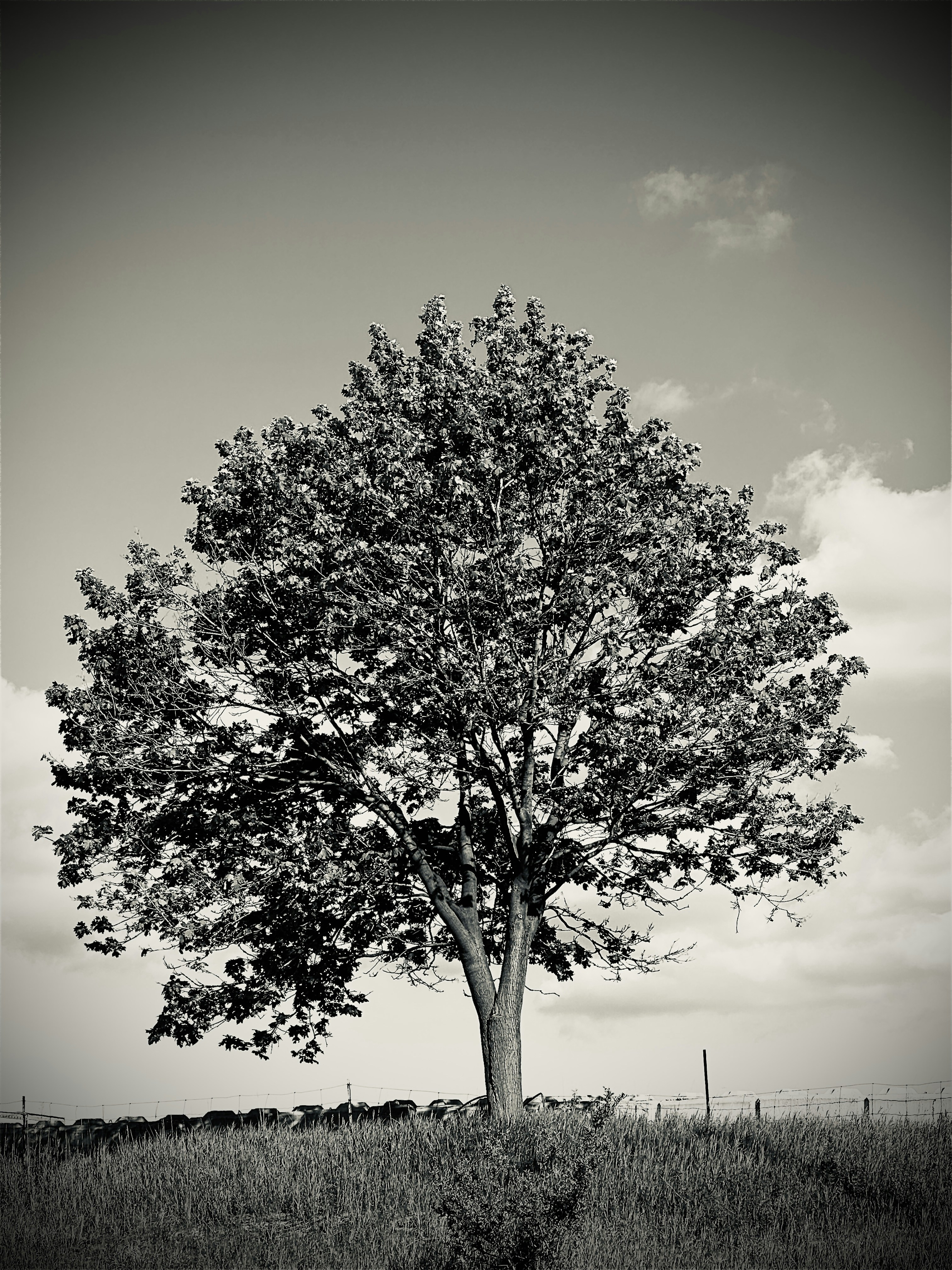 Lone tree on a grassy hill under a cloudy sky.
