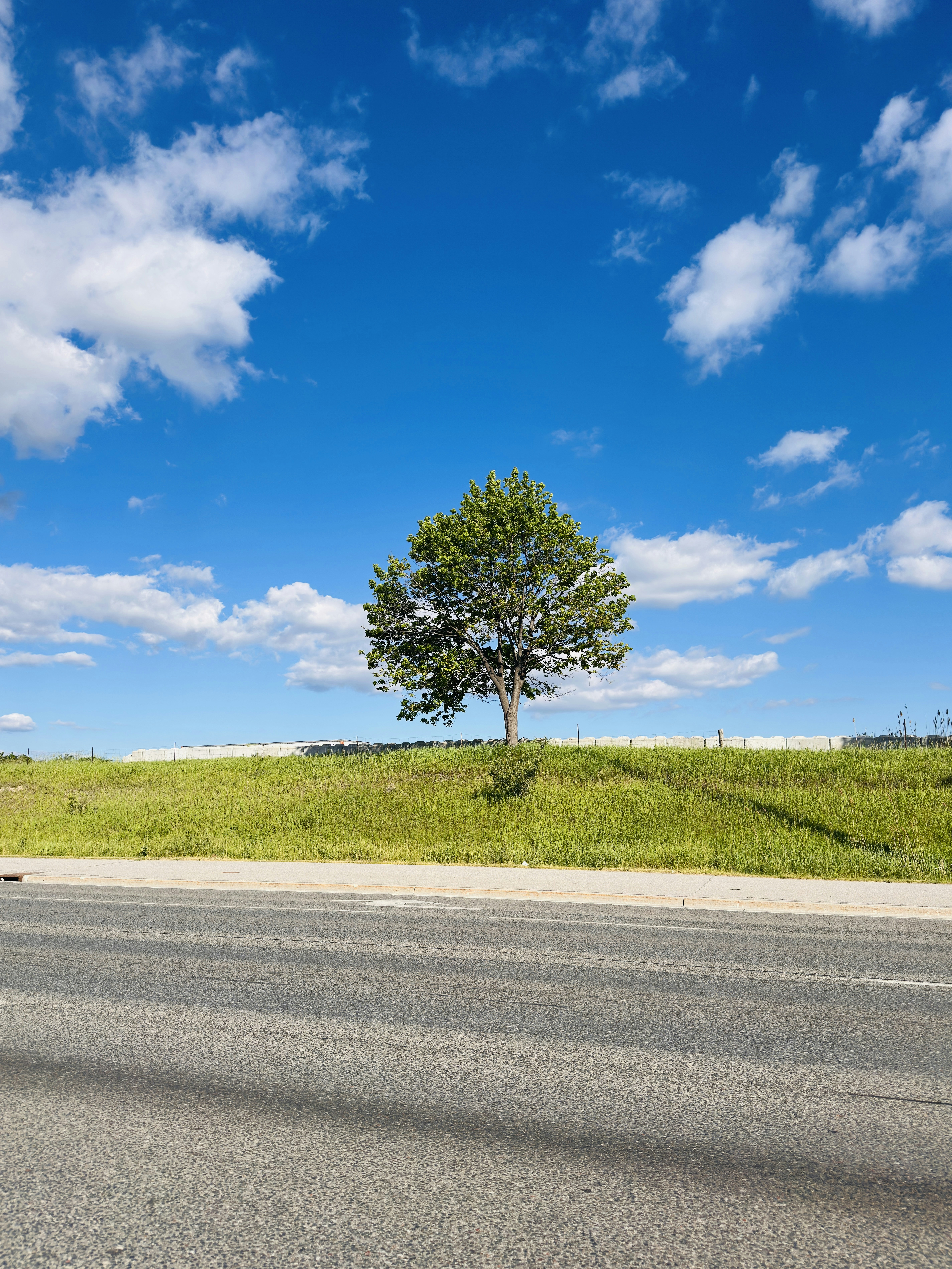 A solitary tree on a green hill by a road.