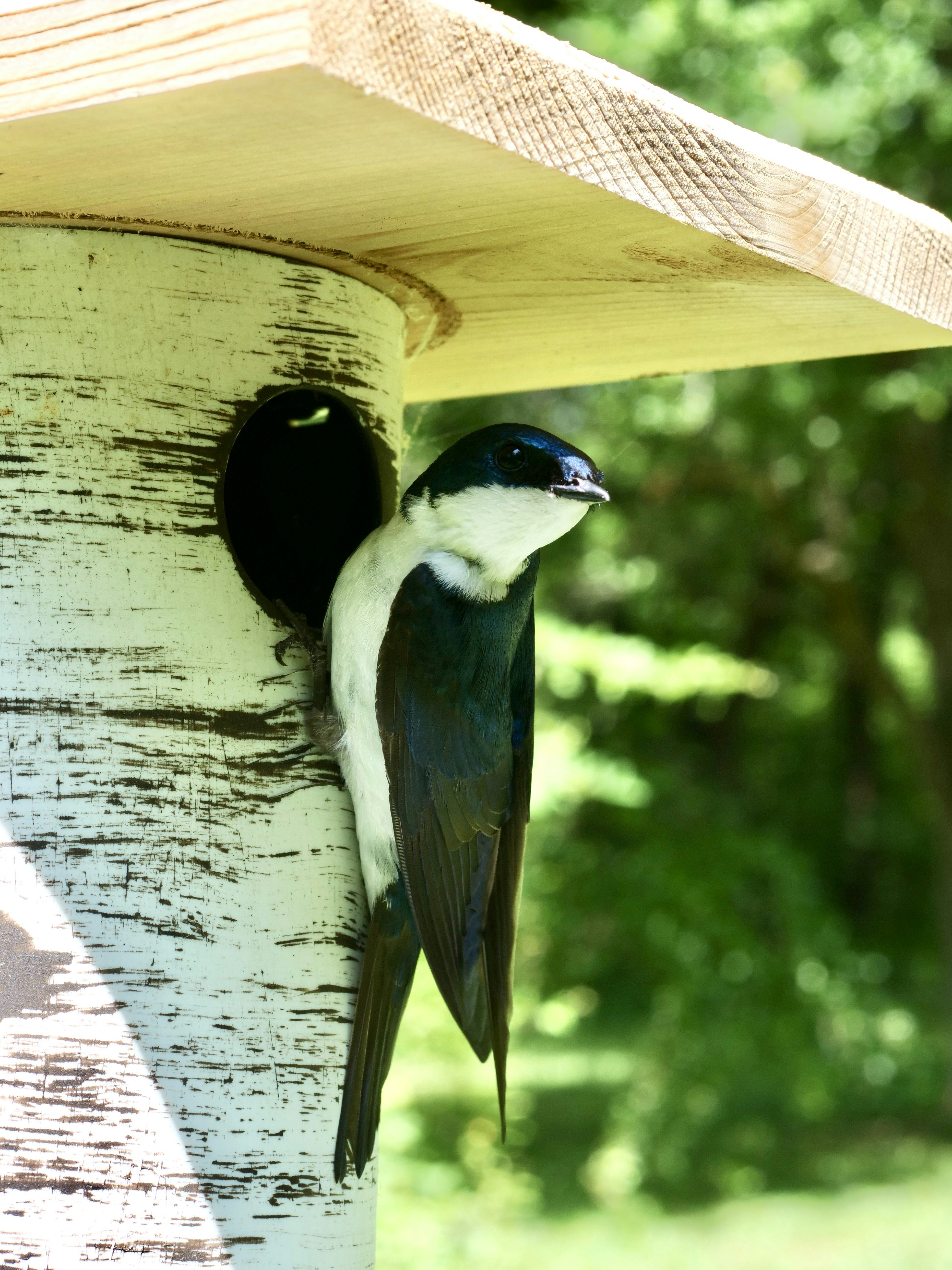 Blue‑and‑white Swallow Guarding Its Nest Under a Wooden Roof
