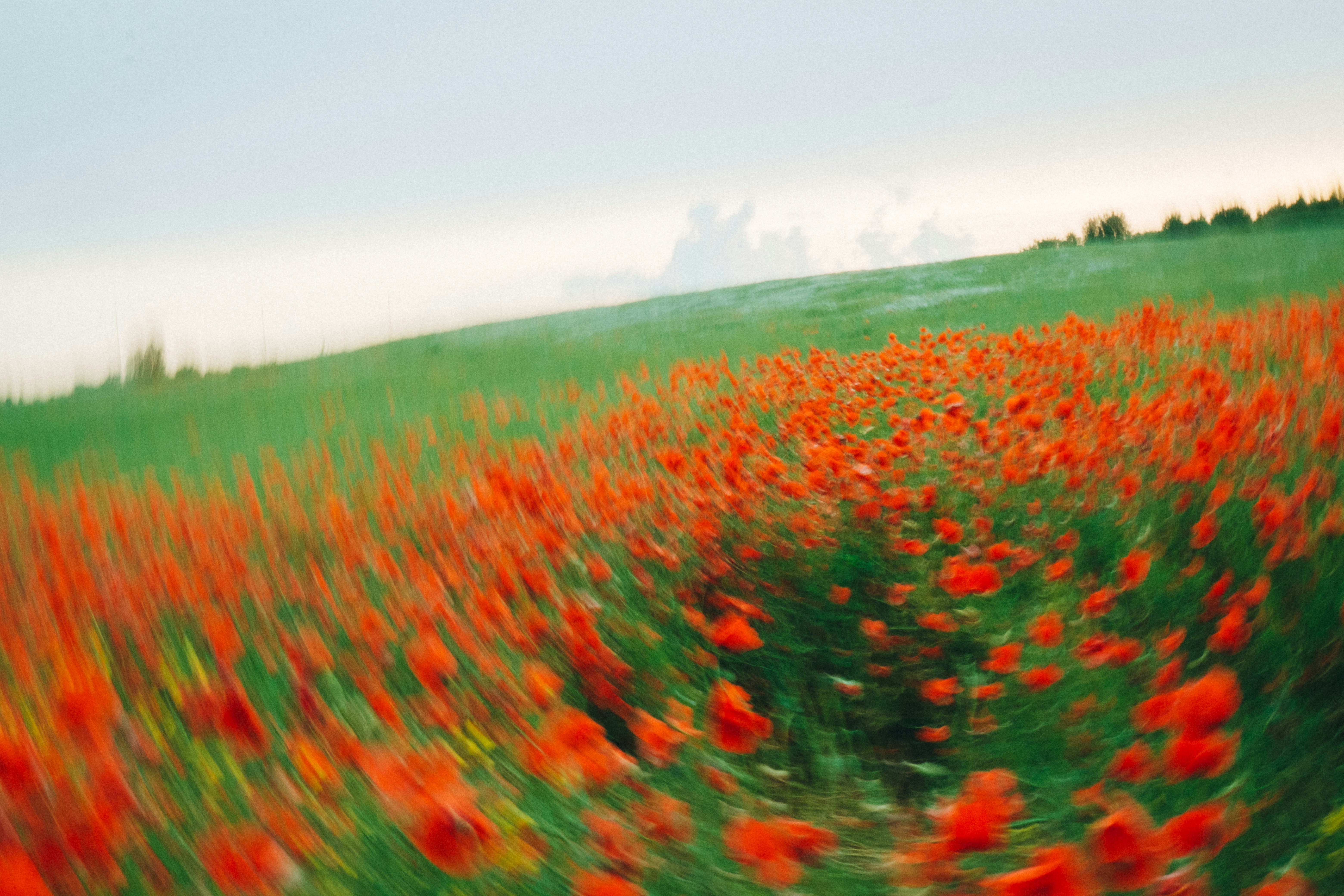 Blurry field of vibrant red poppies on a green hillside.