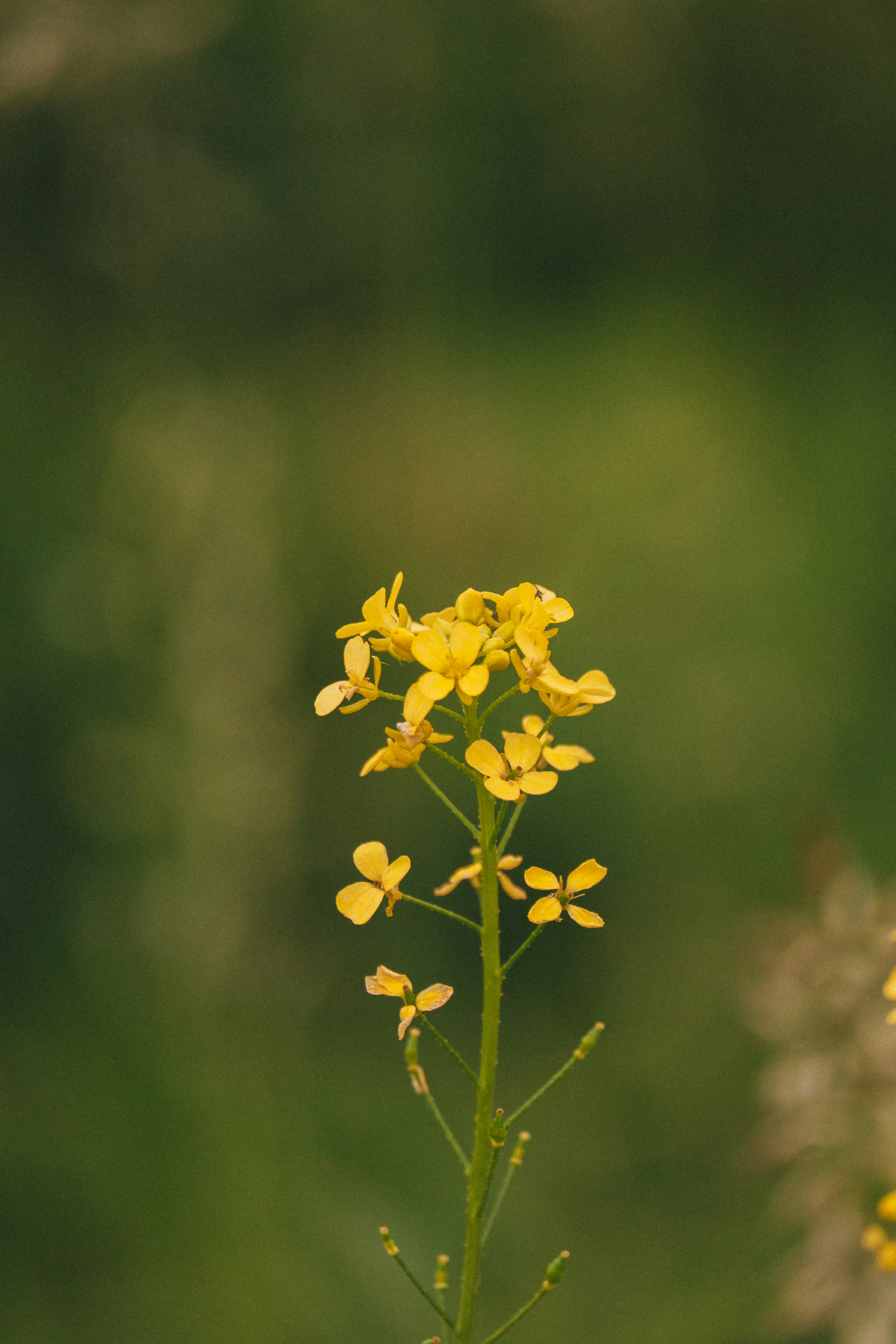 A single yellow flower stands against a soft green background.