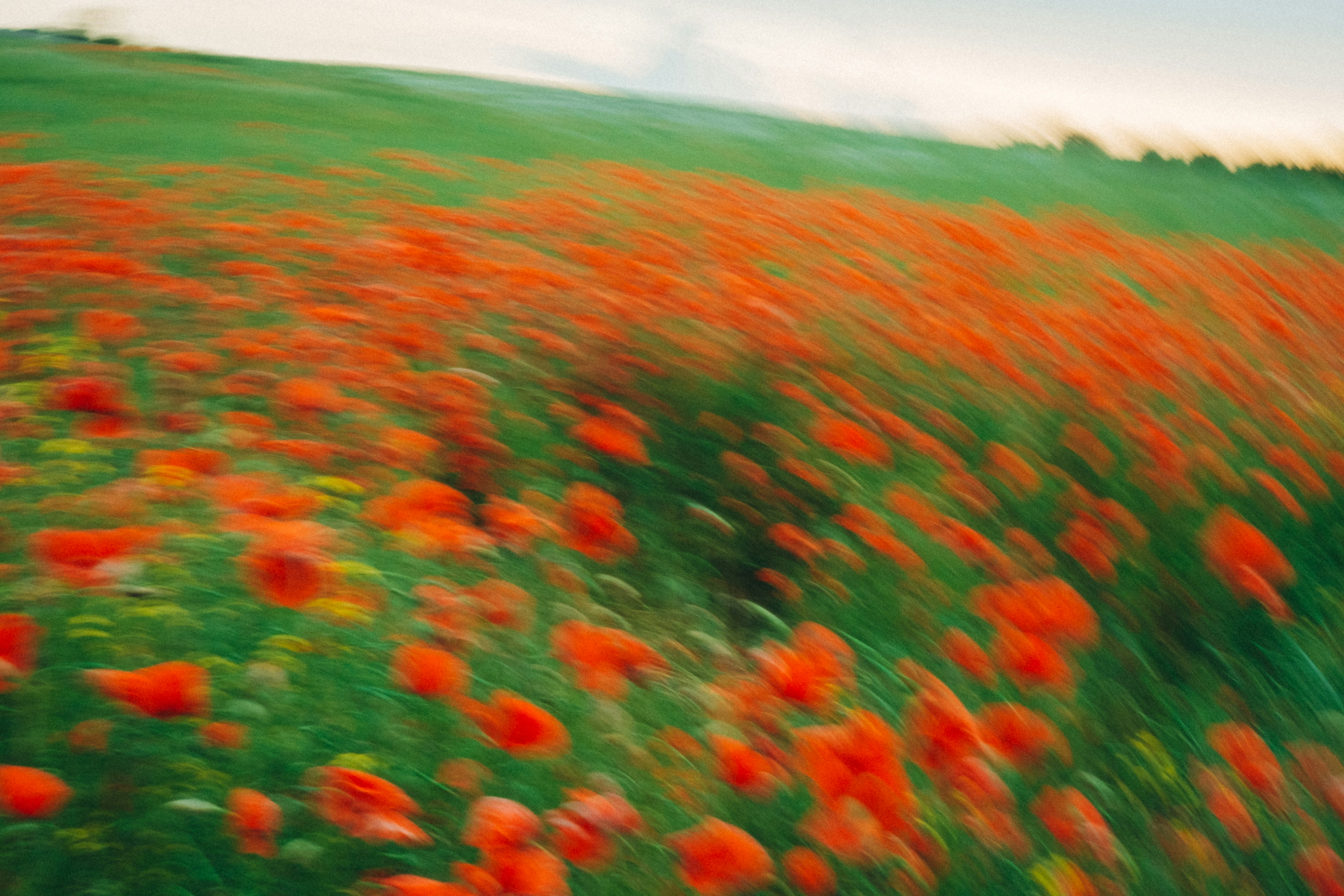 Blurry Field of Red Poppies Under a Wide Sky