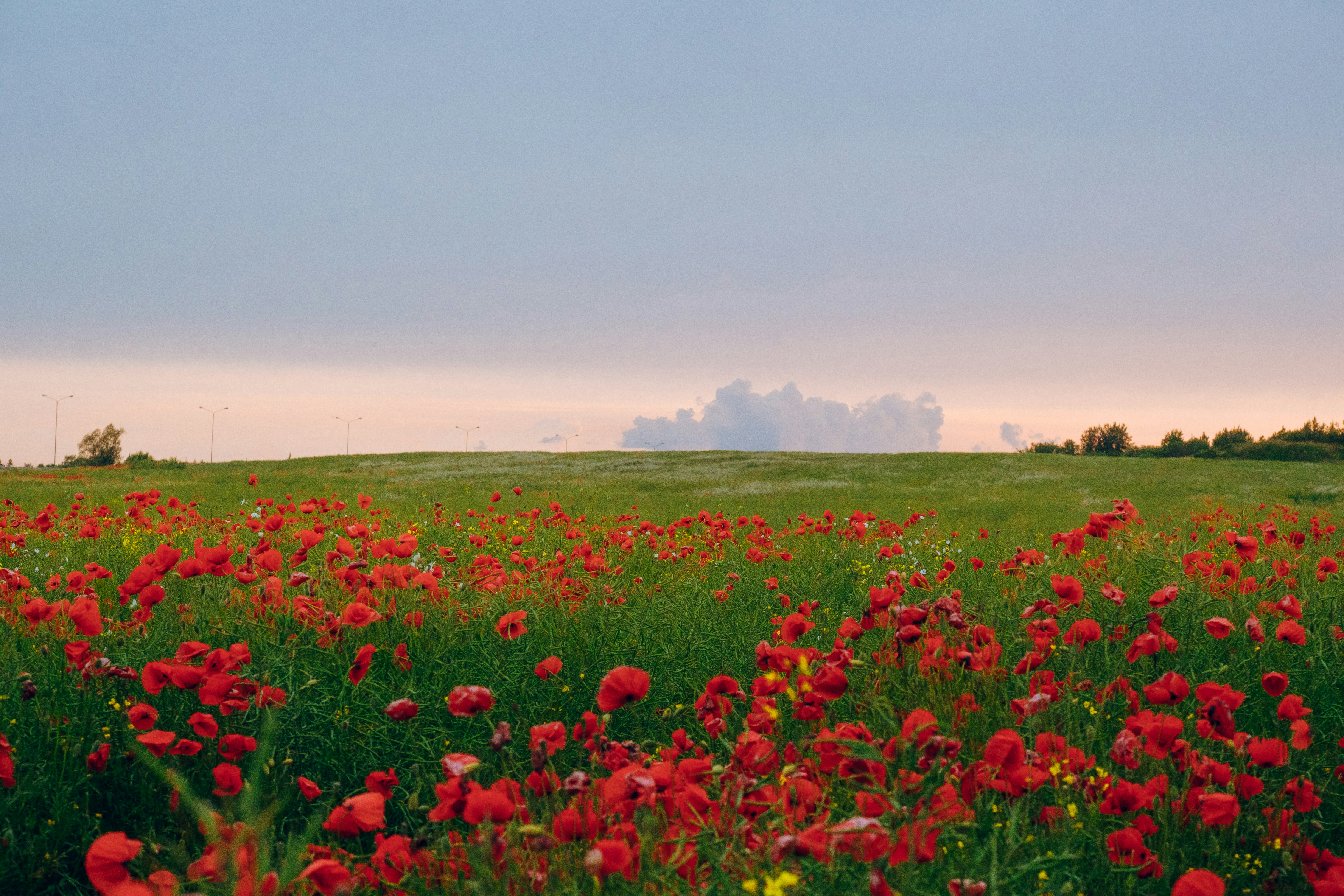 Red Field at Dusk: A Sea of Poppies by the Horizon