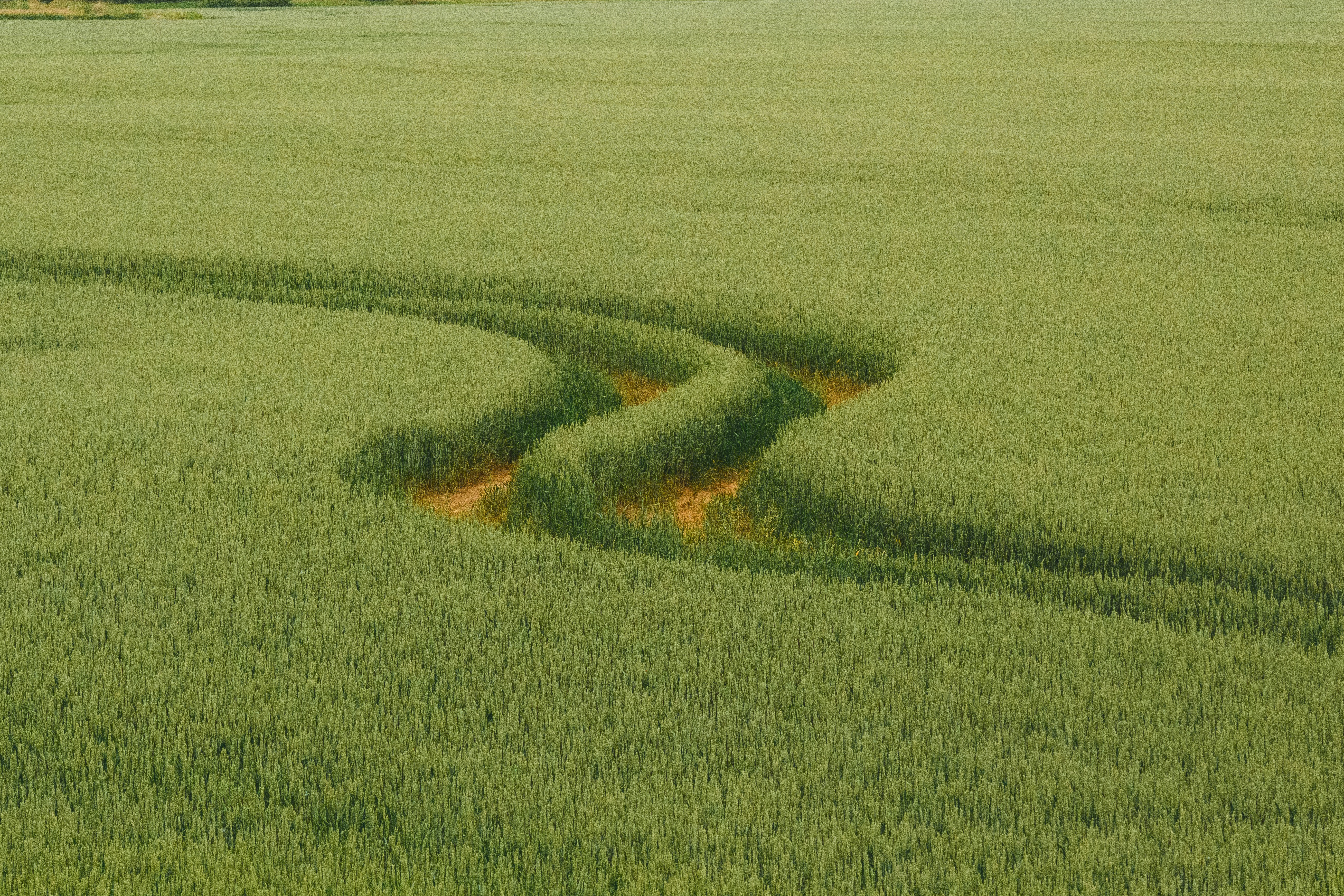 Tire tracks winding through a lush green field.