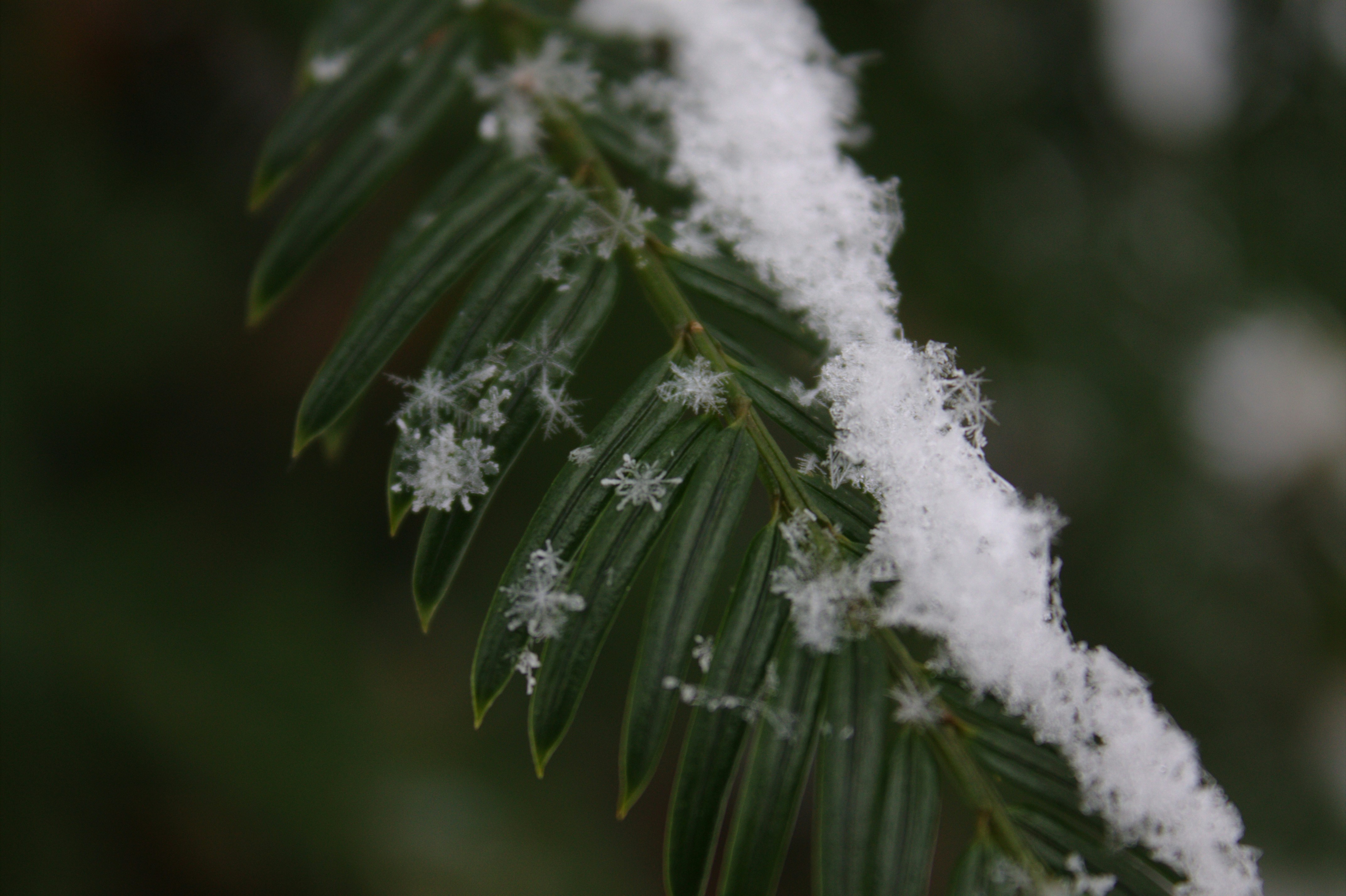 Snow-Kissed Sprigs: Delicate Fern-like Needles Graced by Frost