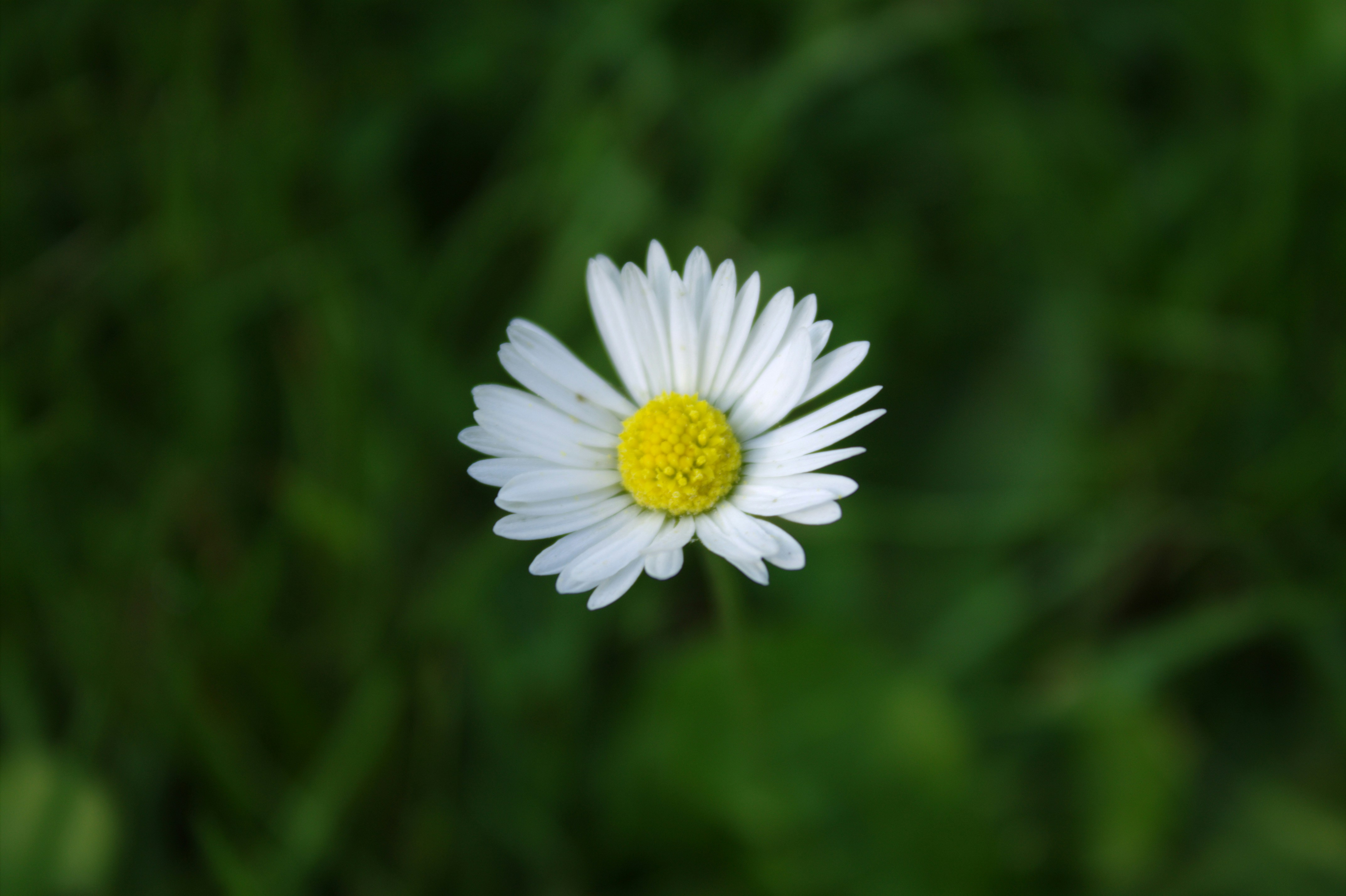 Daisy Spotlight: a solitary bloom centered in a soft green meadow