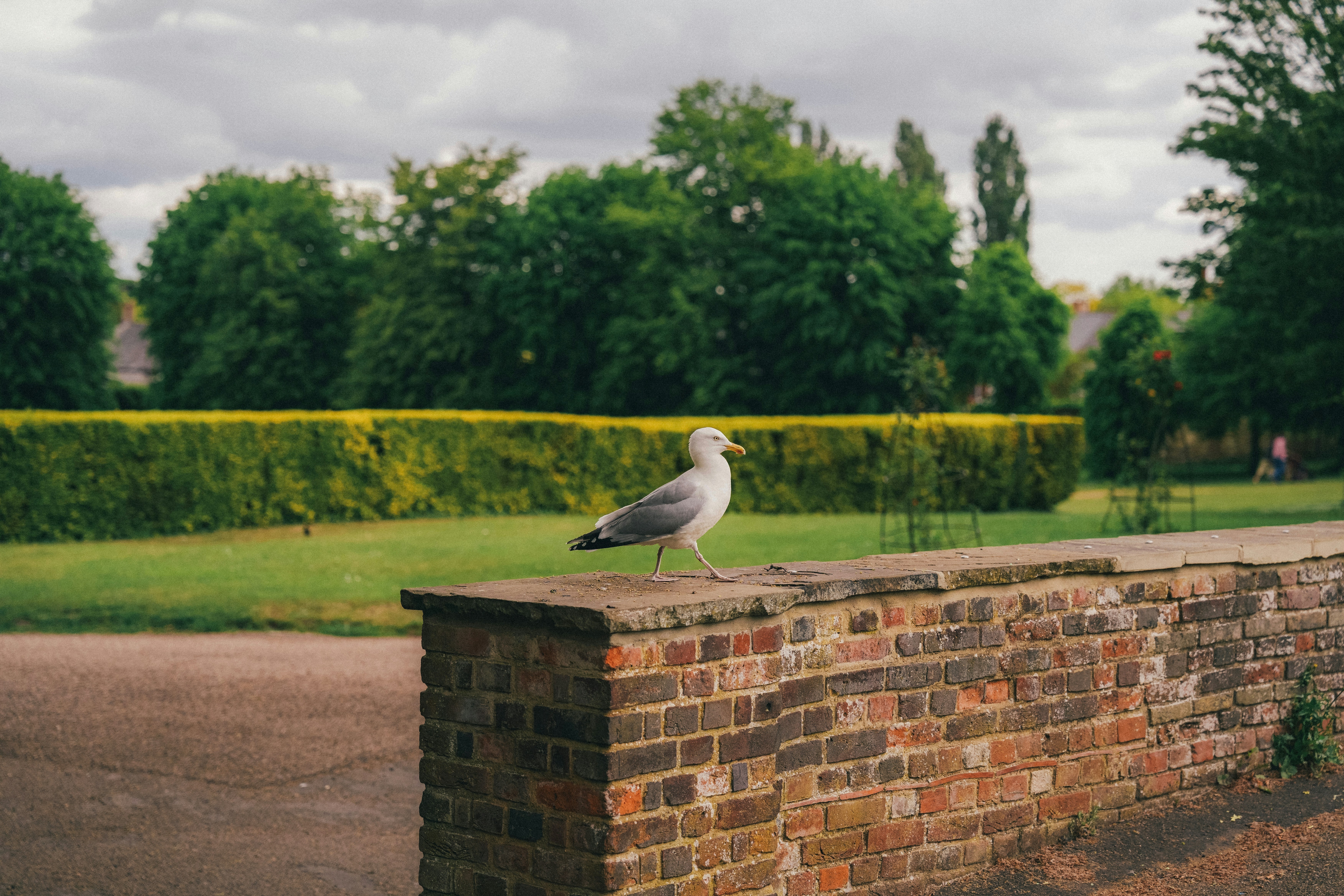 Seabird Sentinel on a Brick Veil