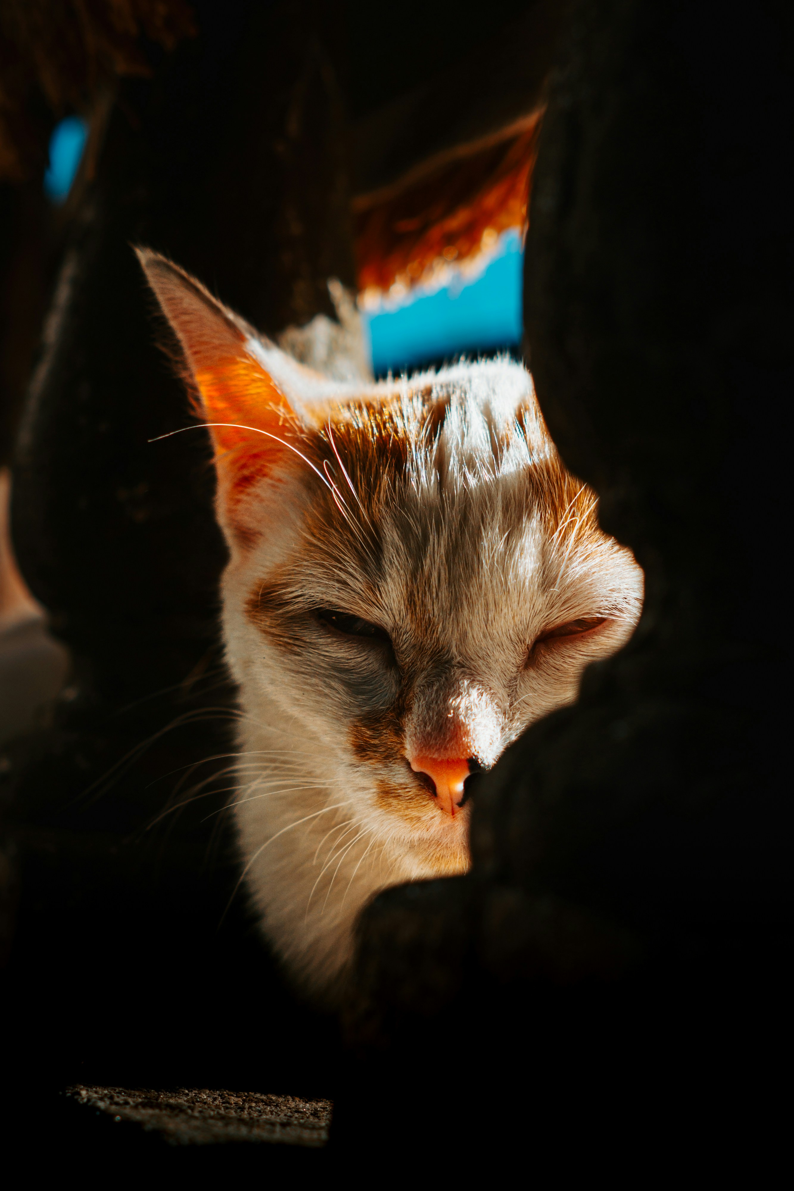 Hidden in the Shadow: a Cat’s Quiet Moment in Sunlit Calm