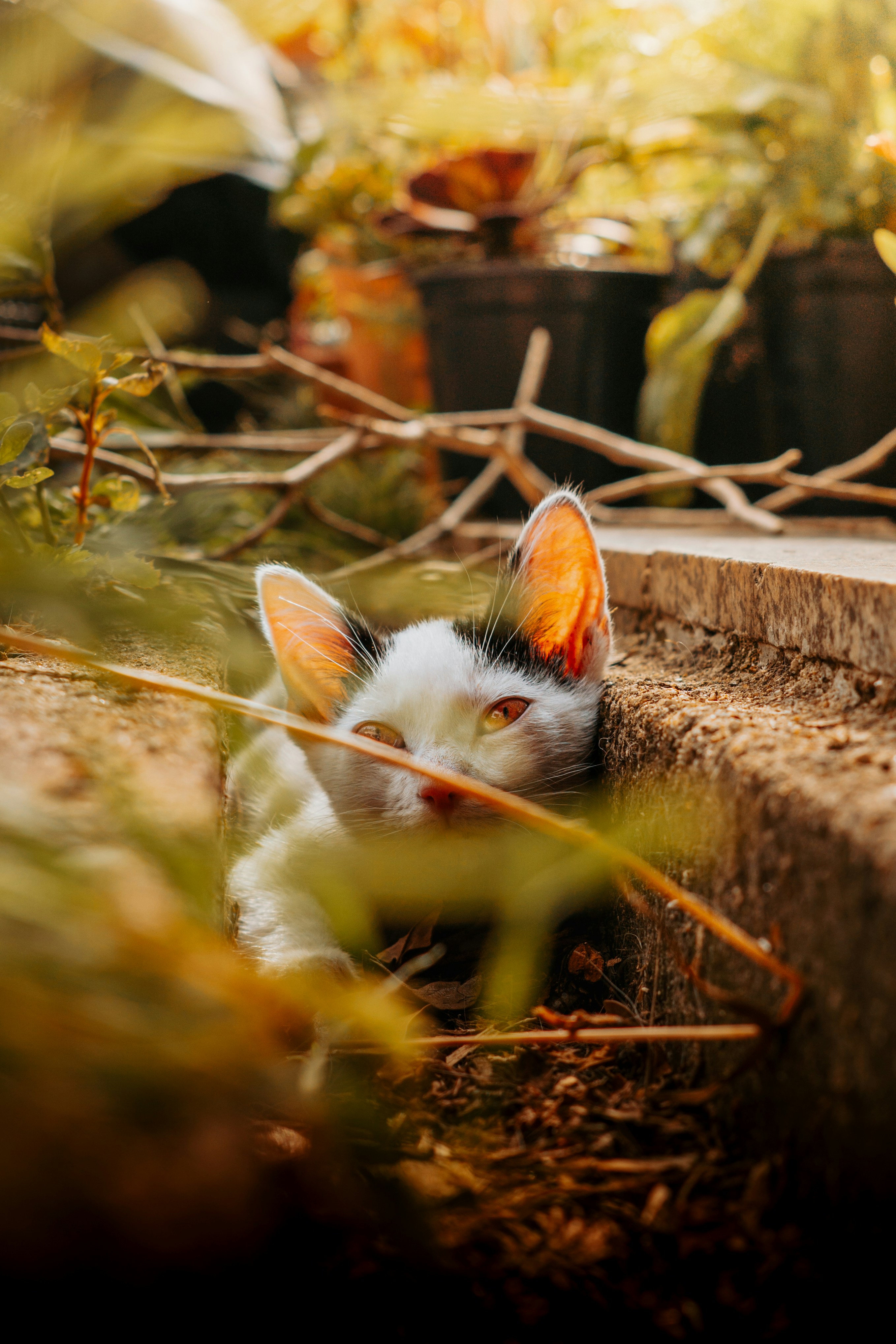 Peek Between the Leaves: White Kitten in Morning Garden Light