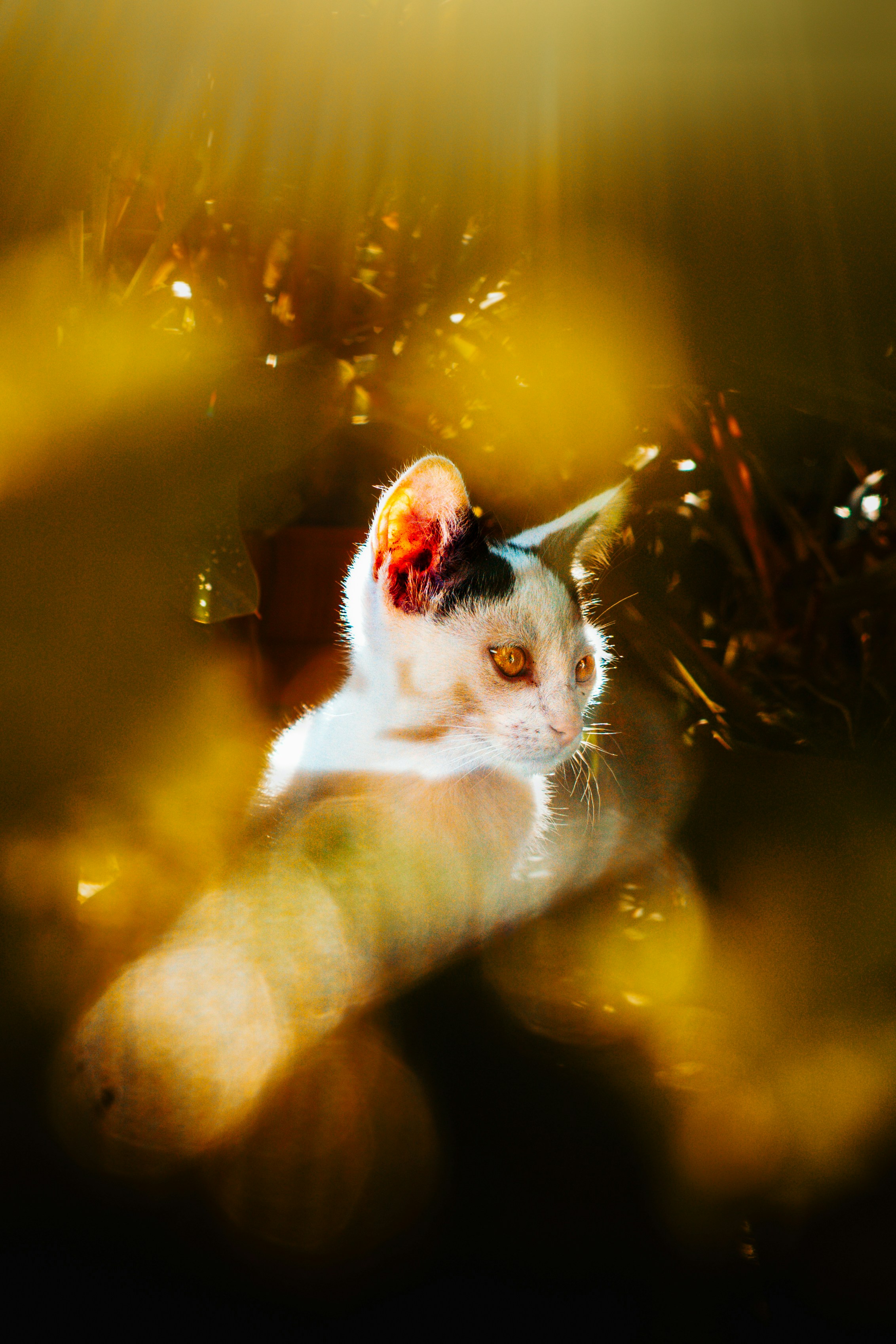 Sunlit Feline Amid Golden Bokeh in Quiet Garden