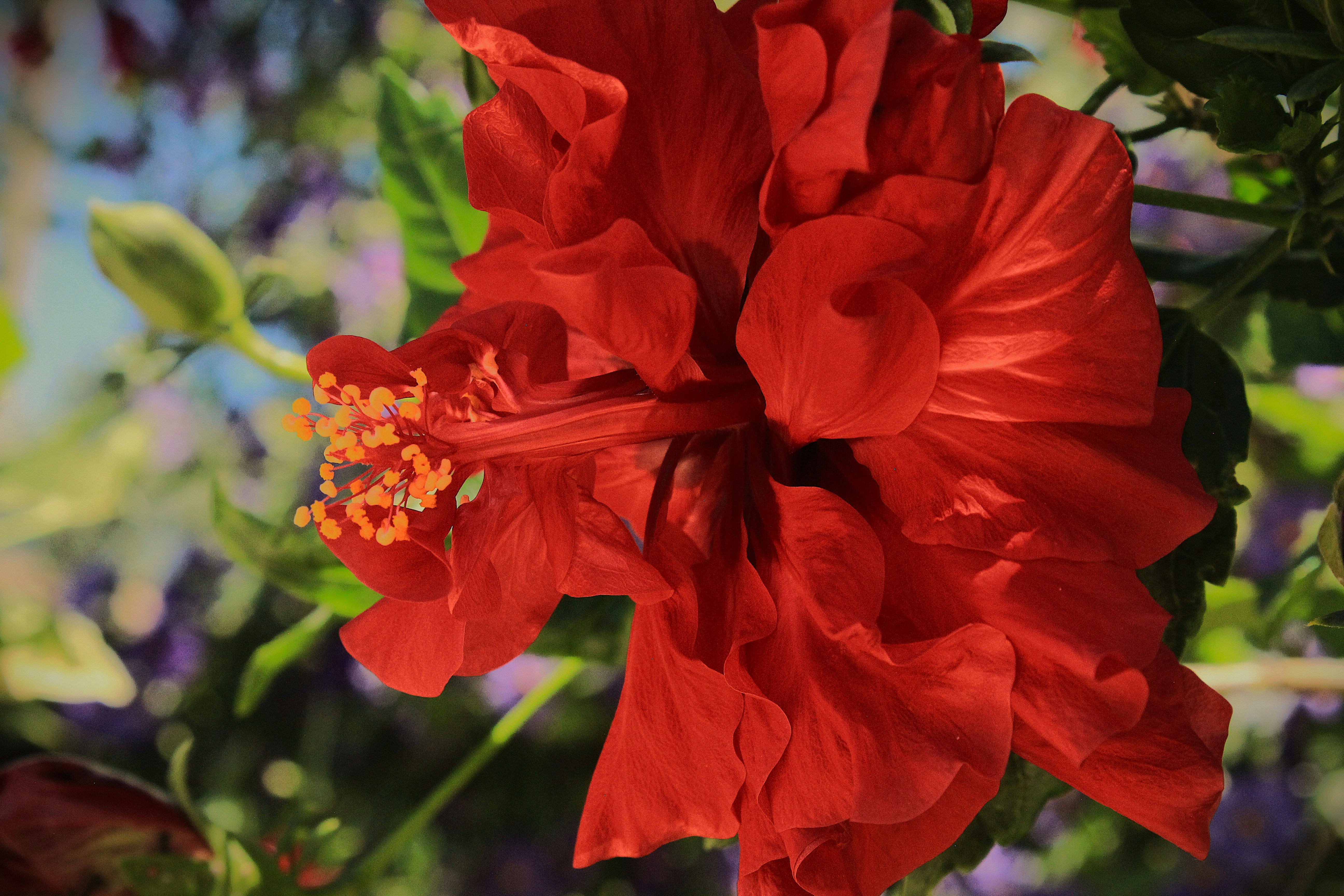 Crimson Hibiscus Bloom Framed by a Sunlit Garden