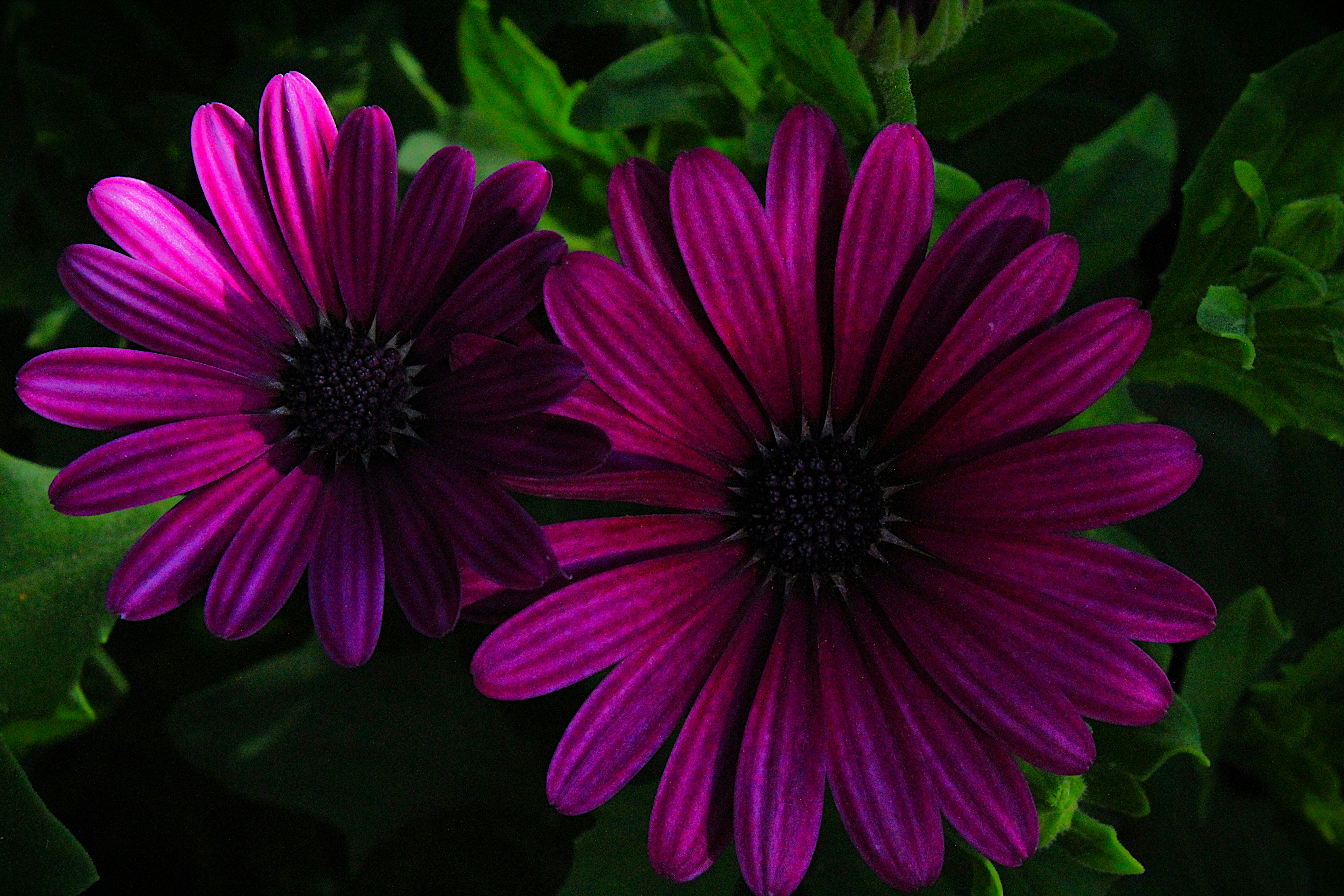 Magenta Bloom Duo: Two Zephyr Petals Sternly Drenched in Shadow