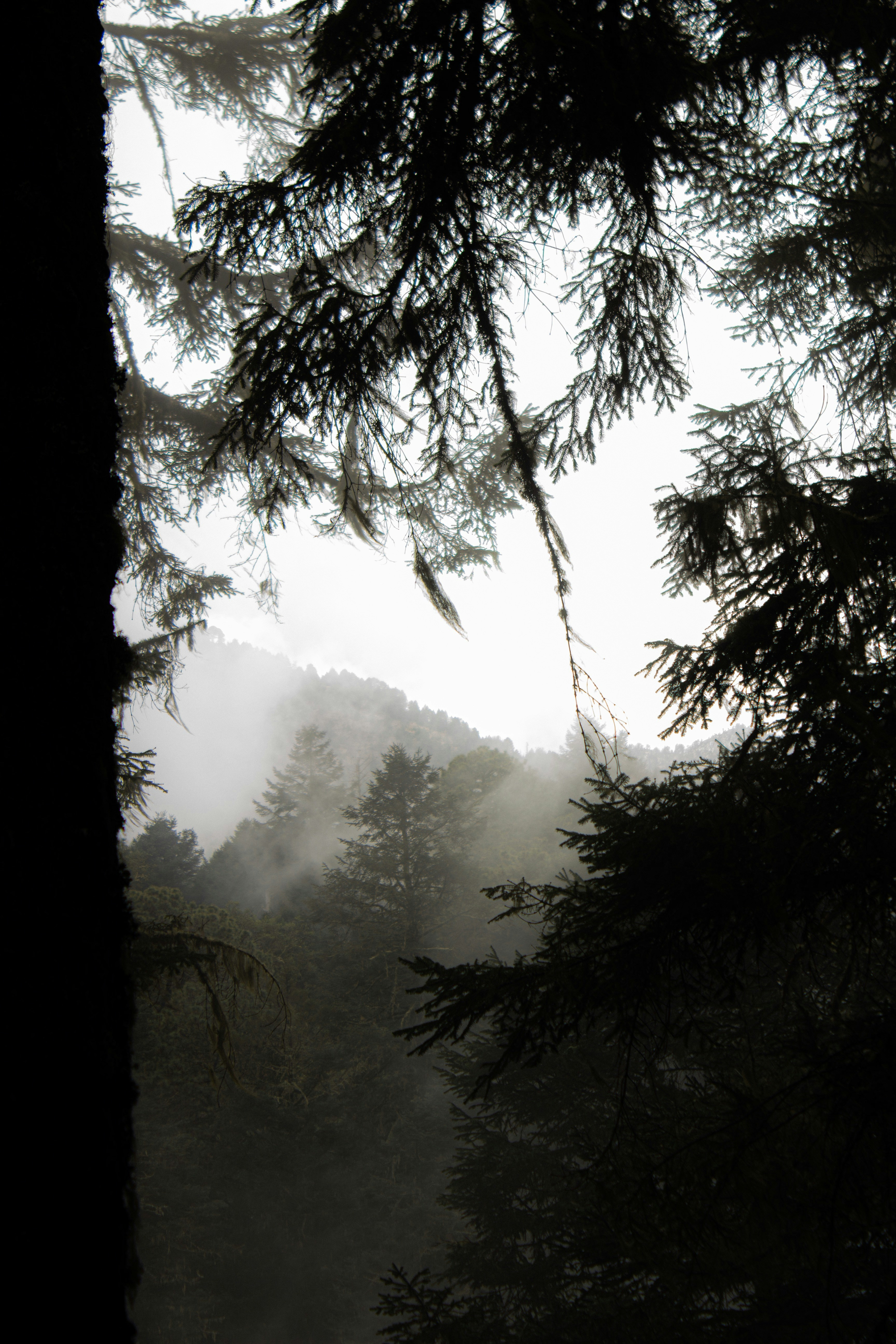 Dark silhouettes of pine branches frame a misty valley with distant trees and fog, creating a moody forest scene with soft backlighting.