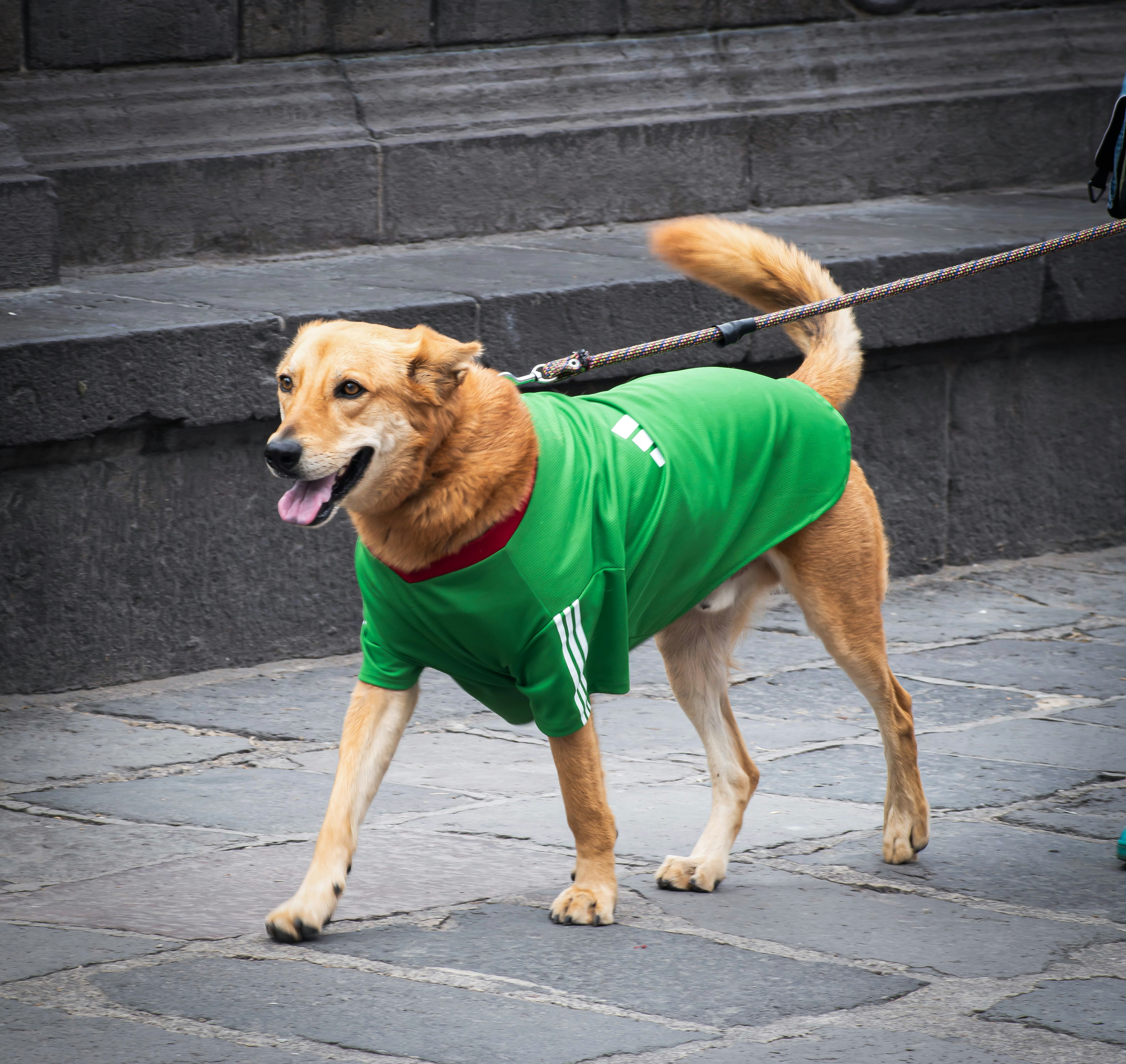 Lithe Runner in Green: A Leashed Moment on the City Steps