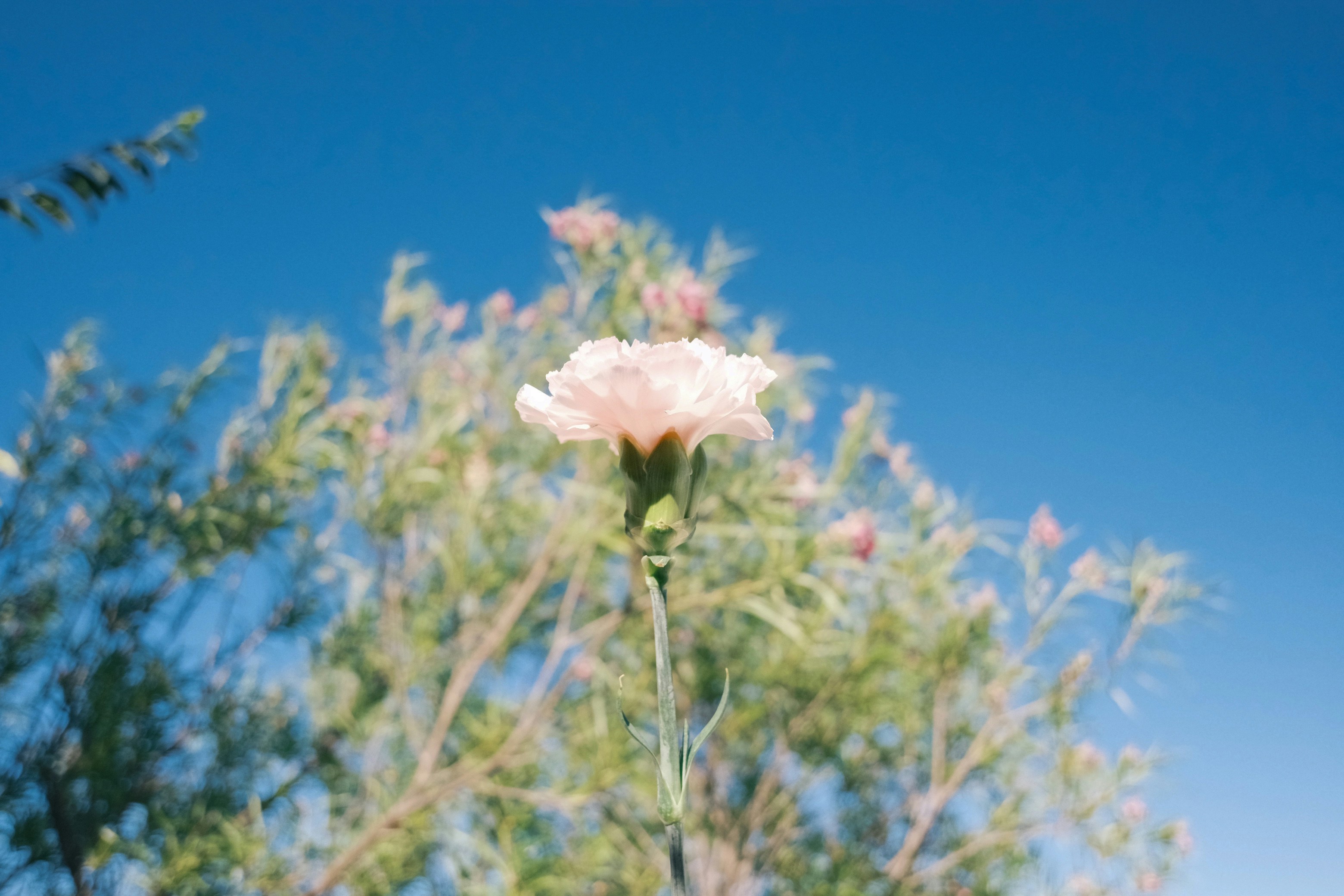 A solitary pink bloom Reaches Toward a Clear Sky