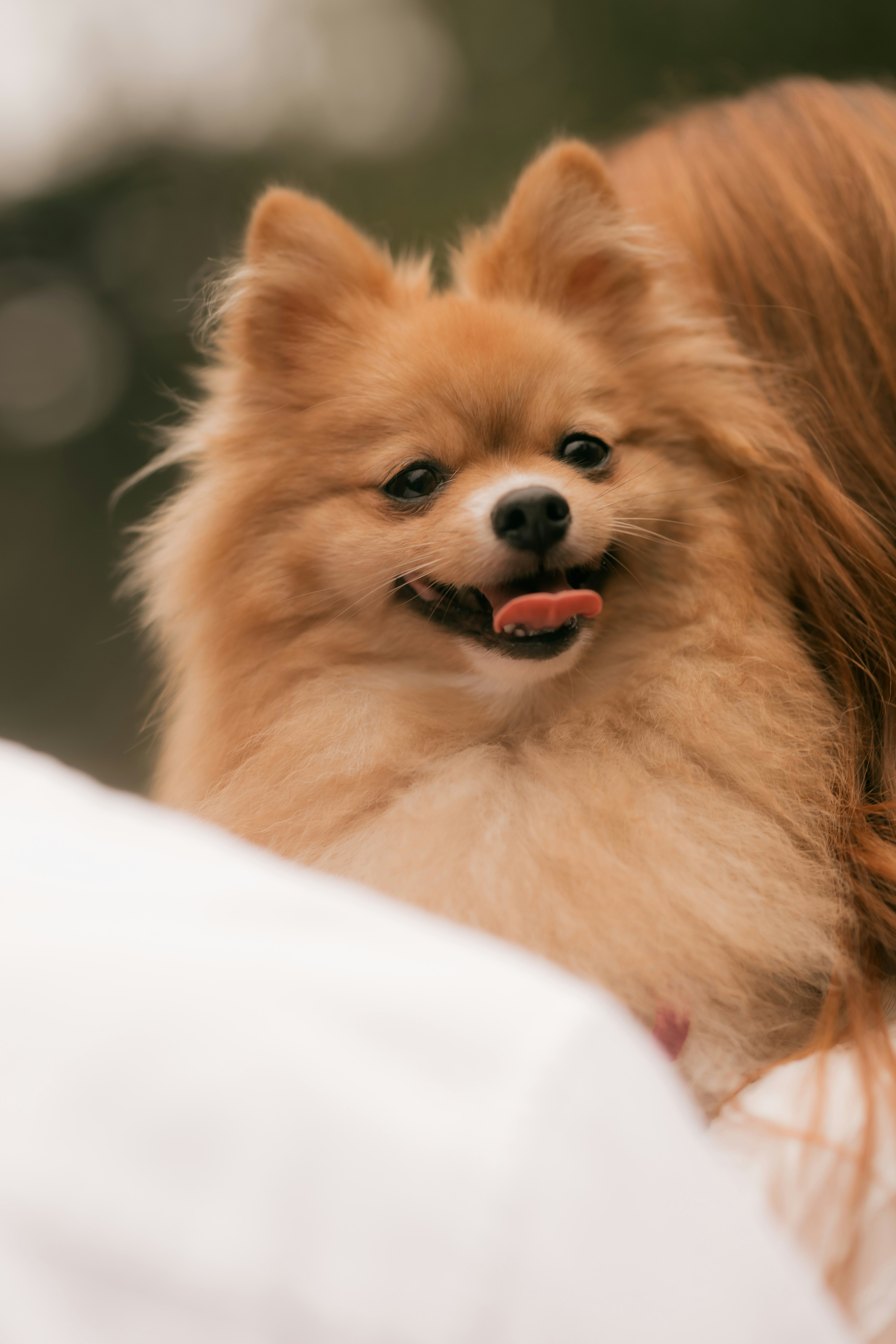Sunny Pom: A Playful Glimpse Between Fur and Smile