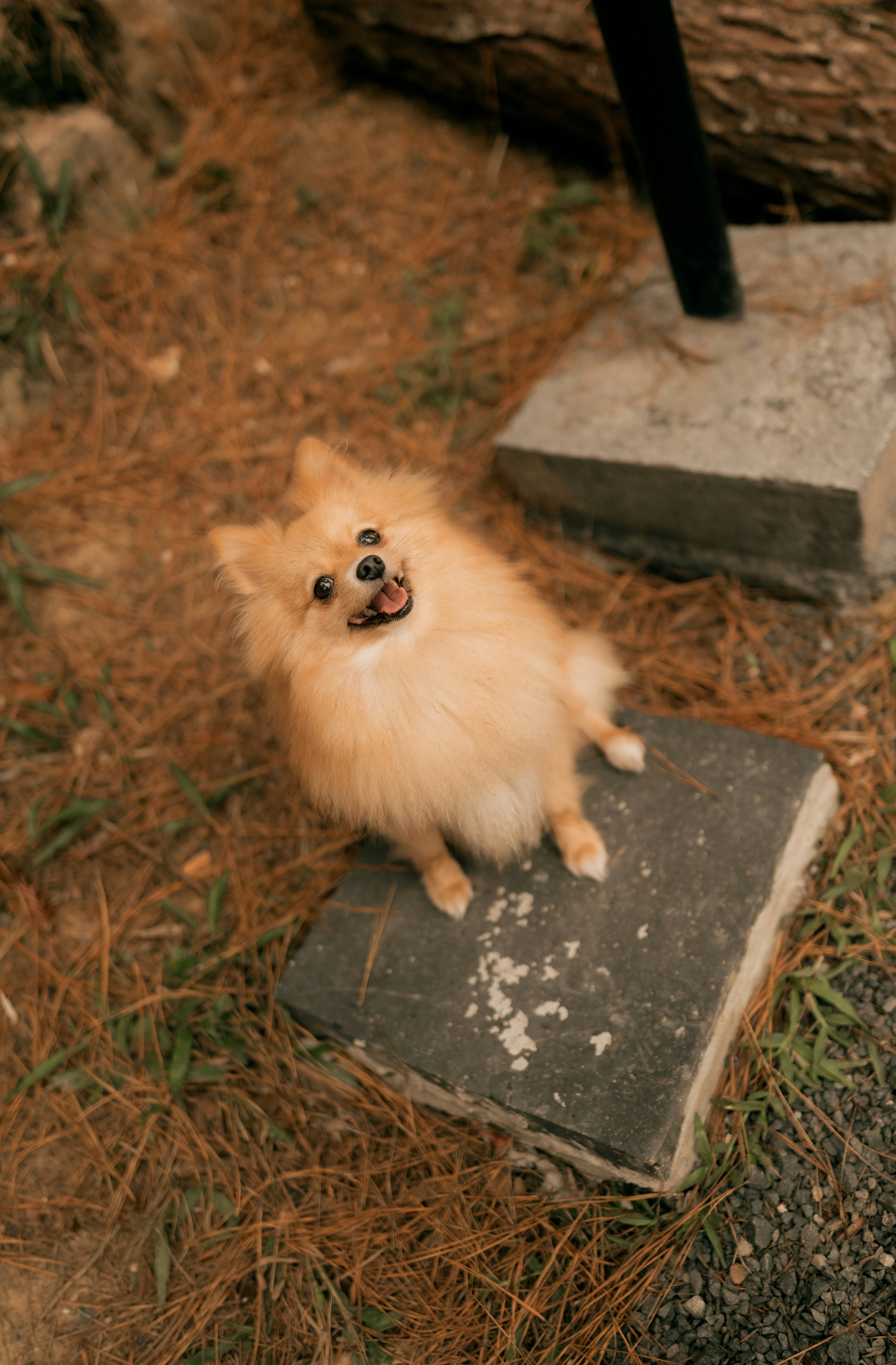 A fluffy dog stands on a concrete block looking up.