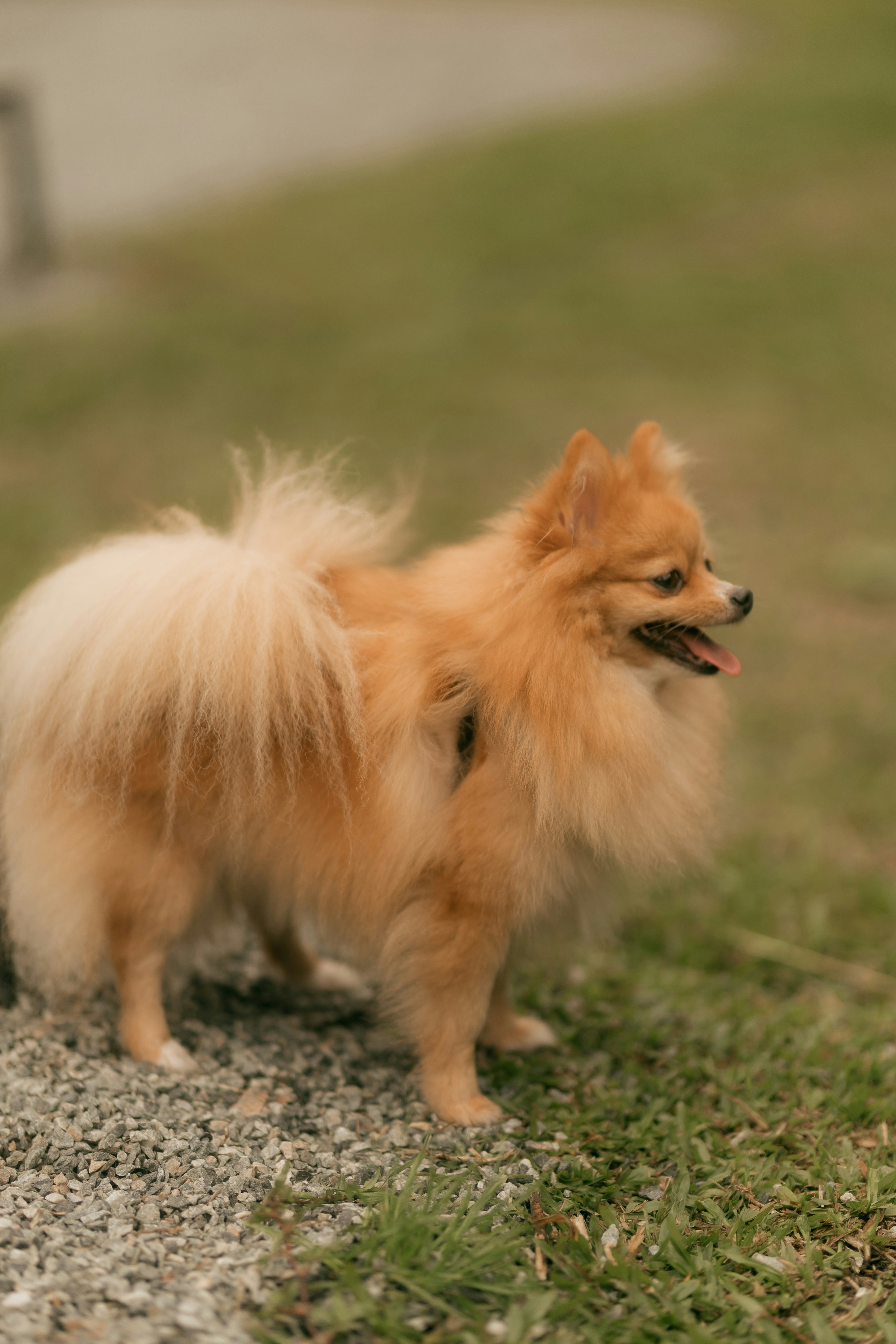 A fluffy light brown pomeranian dog stands on grass.
