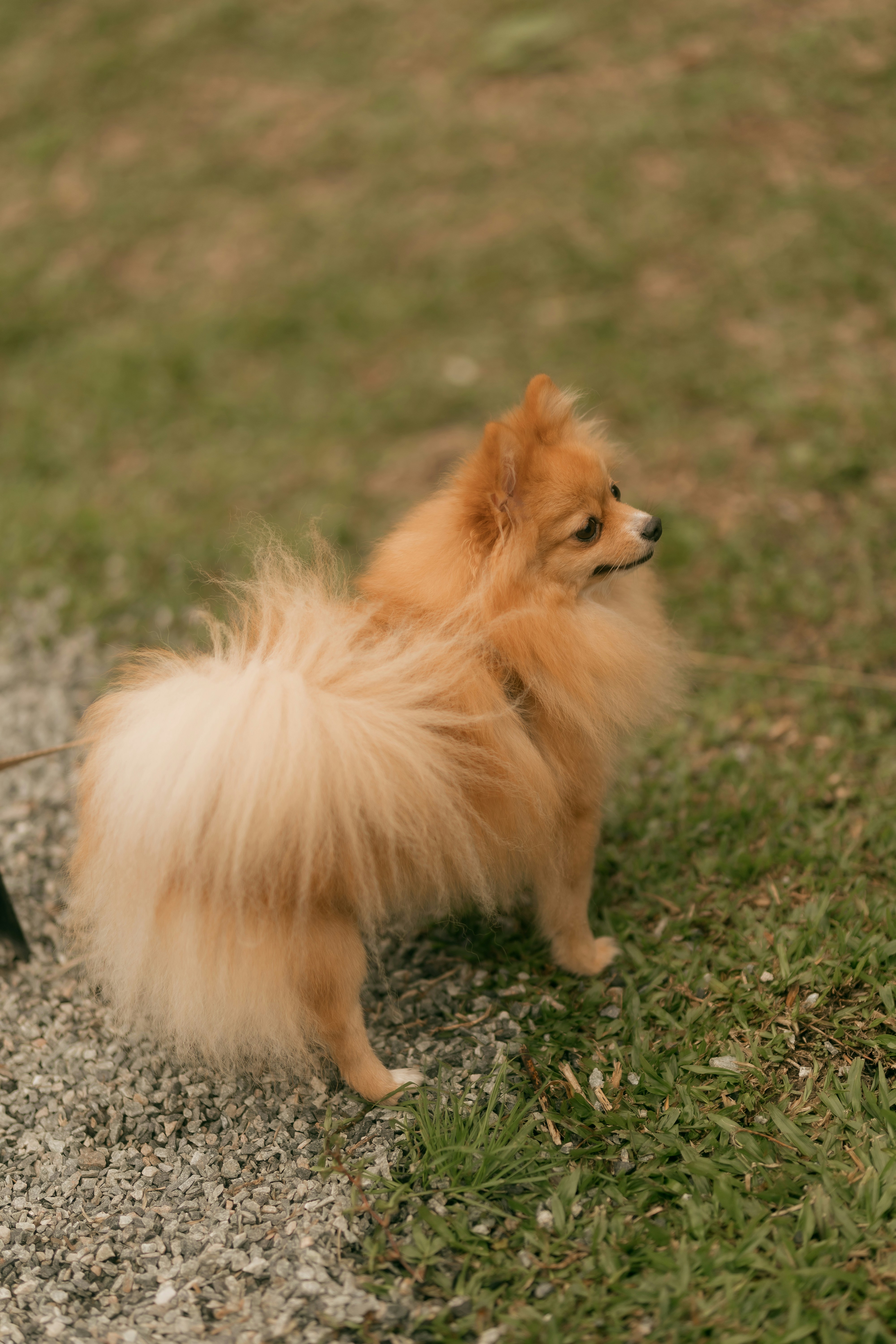 Golden Pomeranian on a Quiet Grass Path