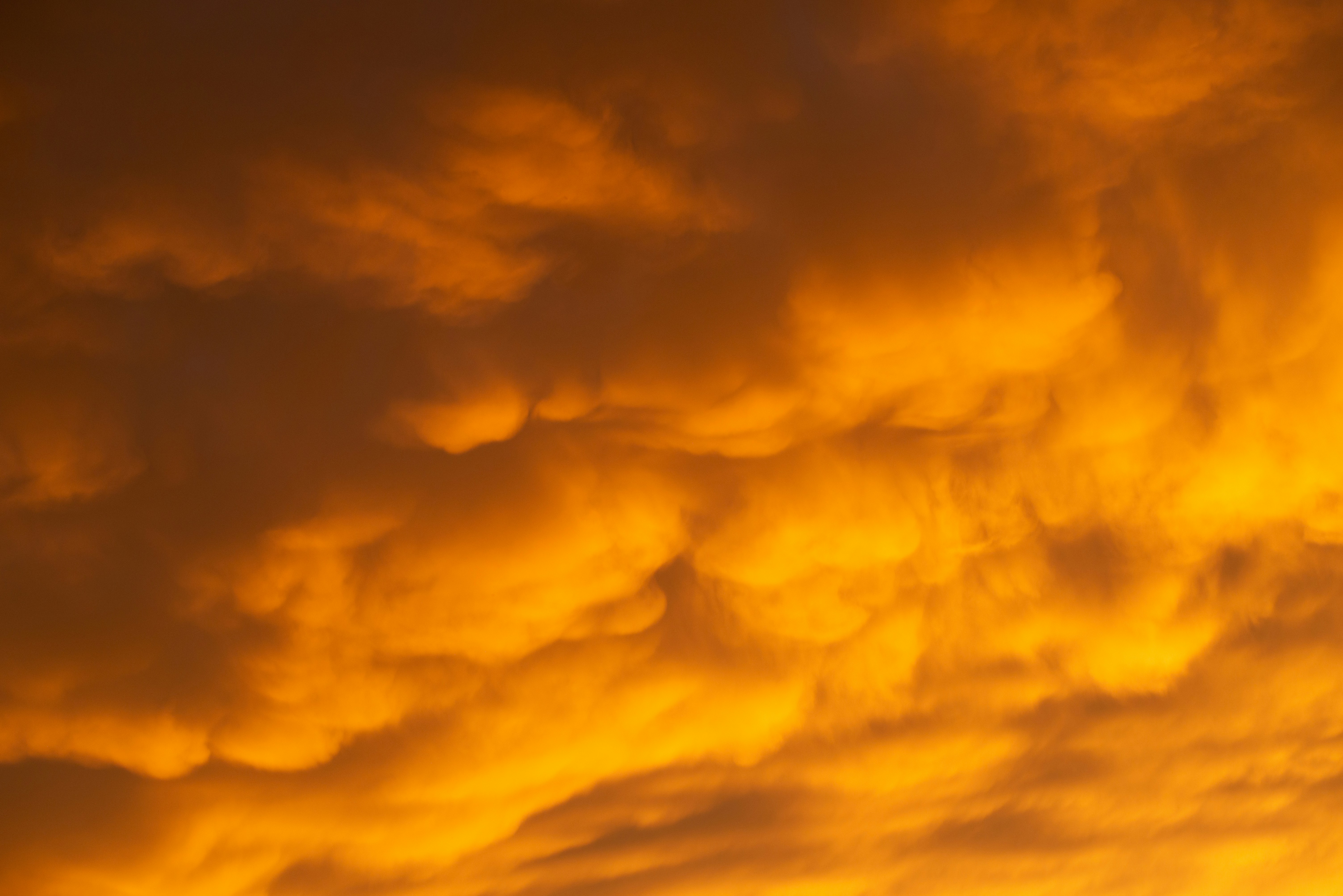 An extraordinary full-frame capture of mammatus clouds completely immersed in a blazing, near-monochromatic palette of deep orange, amber, and gold as intense sunset light saturates every inch of the sky. The distinctive rounded, bubble-like pouches of the mammatus formation are visible throughout the frame, their three-dimensional texture made dramatically apparent by the raking warm light that creates subtle shadows between each lobe. No sky, no horizon, no reference point — just an endless, glowing expanse of one of nature's rarest cloud formations at its most intensely lit. The effect is simultaneously beautiful and unsettling, evoking both wonder and primal awe. Perfect for rare weather, abstract fire sky, dramatic background, power of nature, climate, apocalyptic mood, fine art photography, or bold full-bleed design concepts.