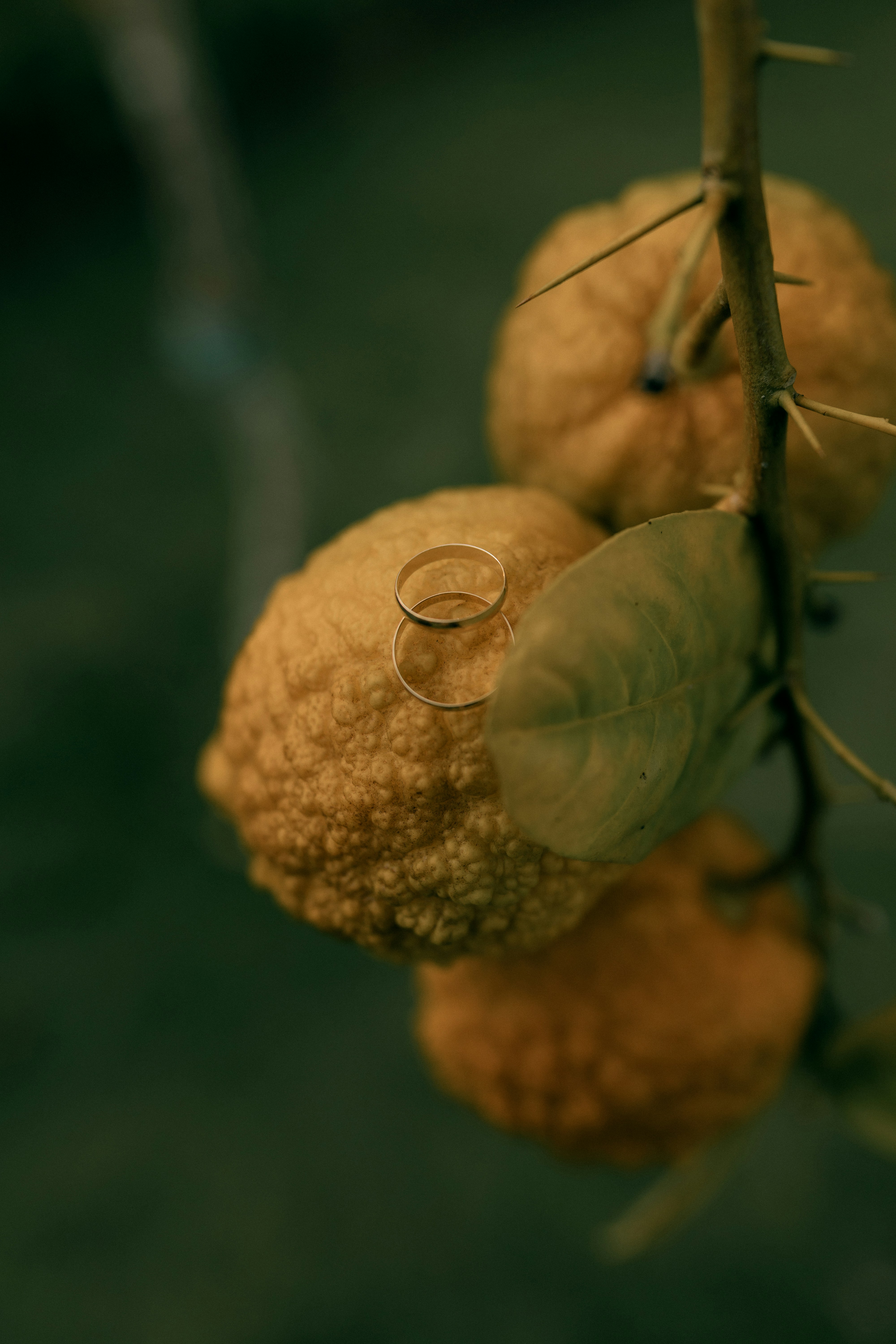 Oval rings resting on a textured fruit: a quiet study in metal and autumnal fruit
