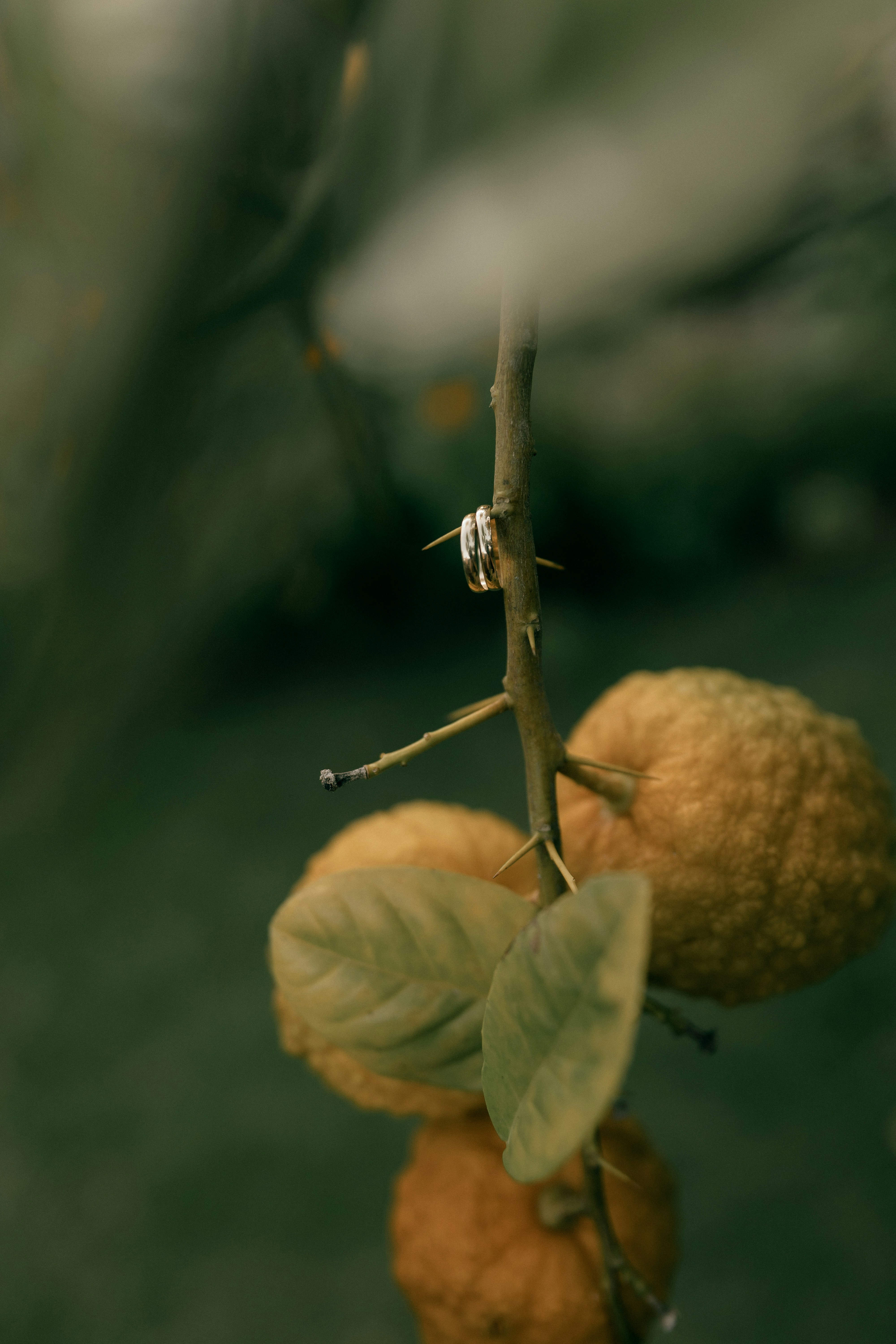 Withering Citrus Echoes: A Branch of Quiet Details
