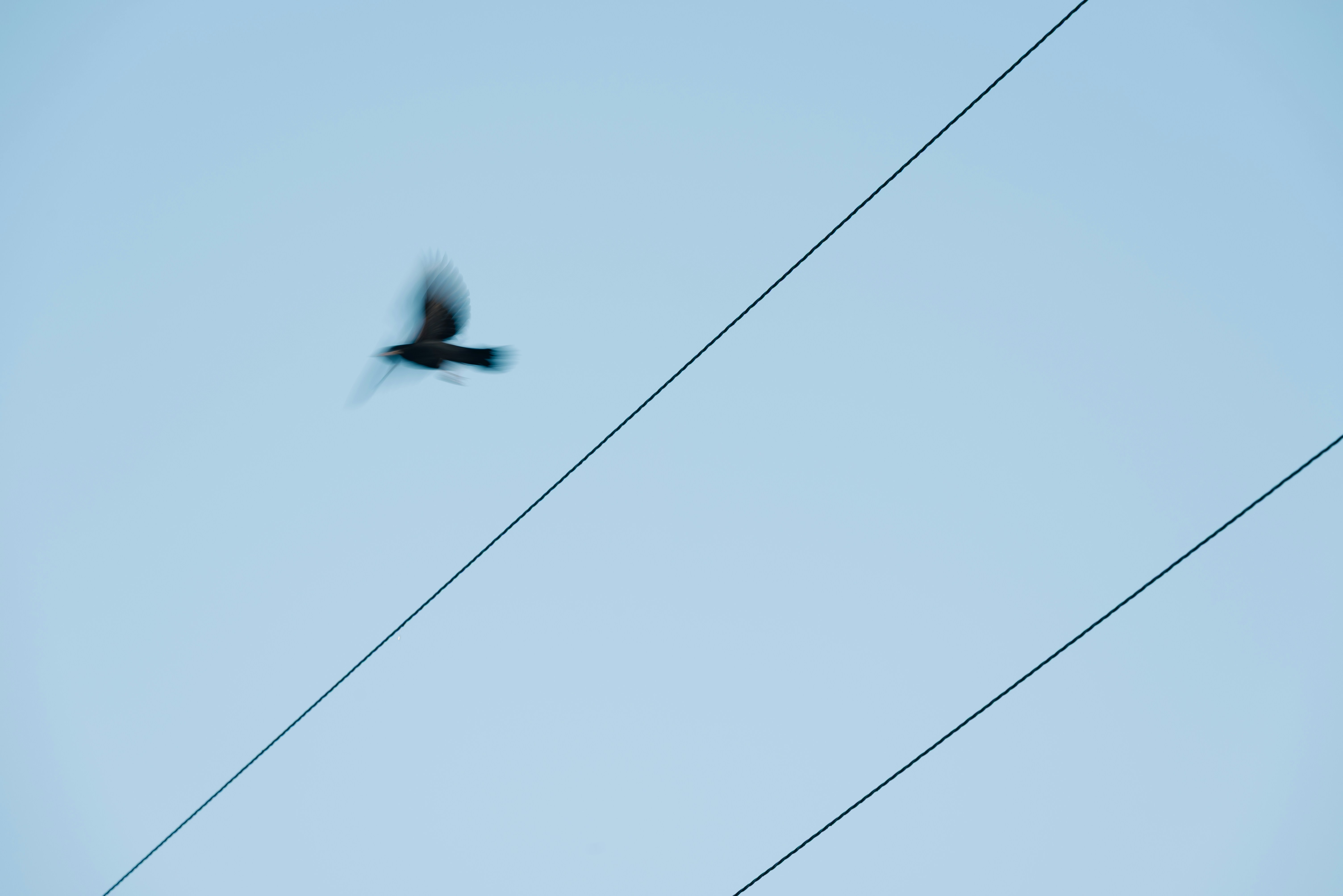 A red-winged blackbird is caught mid-departure in a beautifully rendered motion blur, its wings and body streaking across the upper left of the frame as it launches away from the parallel power lines below. The intentional or naturally captured blur transforms what could be a simple bird photo into something far more expressive — the smeared dark form against the vast, clean pale blue sky conveys speed, spontaneity, and the fleeting nature of a single moment. The two diagonal power lines remain sharp and geometric, their stillness providing a perfect counterpoint to the bird's dynamic blur. A subtle flash of orange-red from the wing patch identifies the species even through the motion. Perfect for freedom, movement, spontaneity, urban wildlife, departure, change, minimalist art, or expressive nature photography concepts.