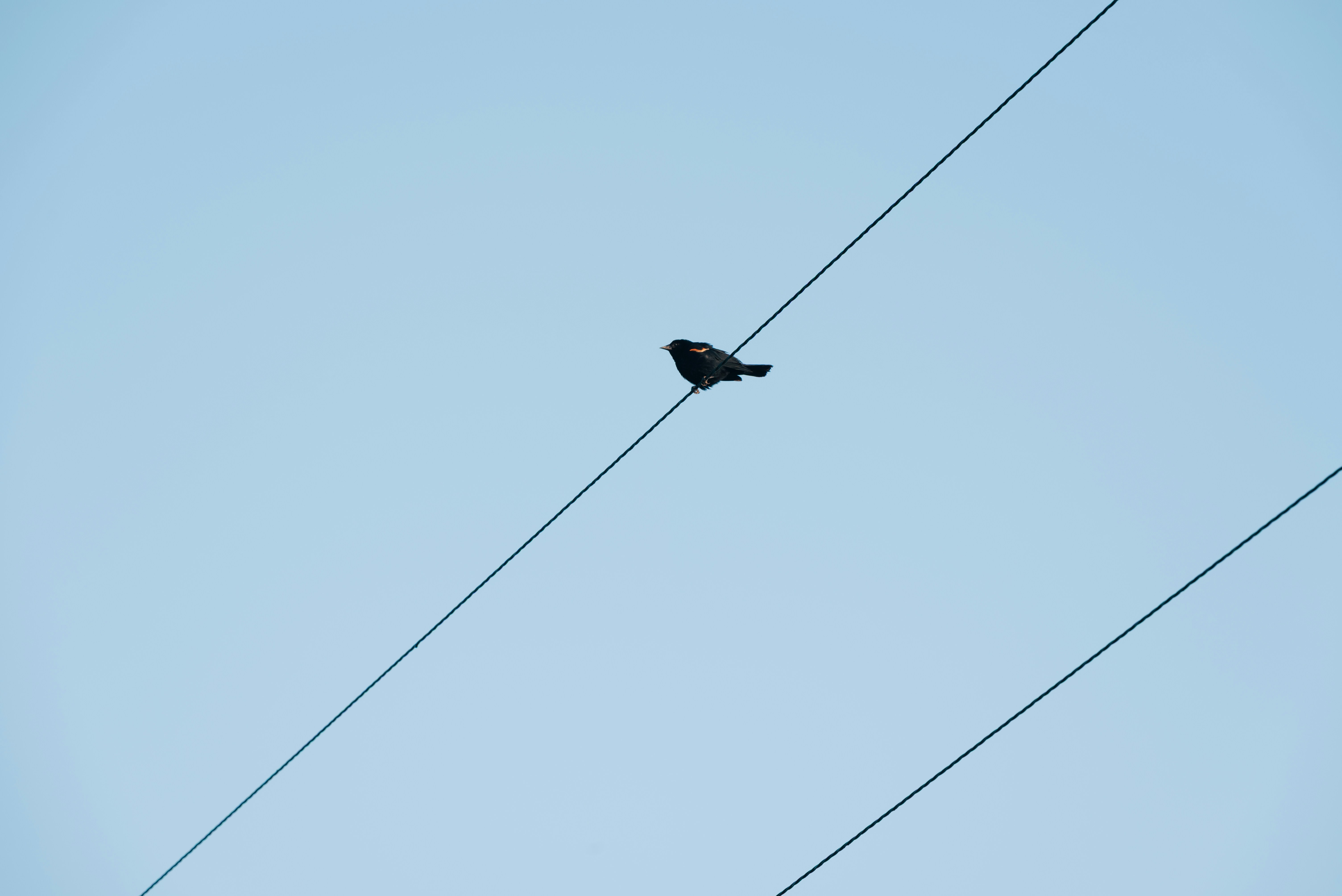 A single red-winged blackbird perches with quiet confidence on a diagonal power line stretched across an expansive, cloudless pale blue sky, its distinctive orange-red shoulder patch offering the only warm color in an otherwise cool, minimalist composition. A second power line runs parallel below, its clean diagonal geometry echoing the first and dividing the serene blue sky into elegant sections. The bird's small but bold presence at the center of such a vast, empty sky creates a powerful sense of solitude, stillness, and simple beauty. The extreme minimalism of the composition — just bird, wire, and sky — gives it a graphic, almost Japanese aesthetic sensibility. Perfect for solitude, minimalism, urban wildlife, simplicity, freedom, contemplation, springtime, nature in the city, or clean graphic design concepts.
