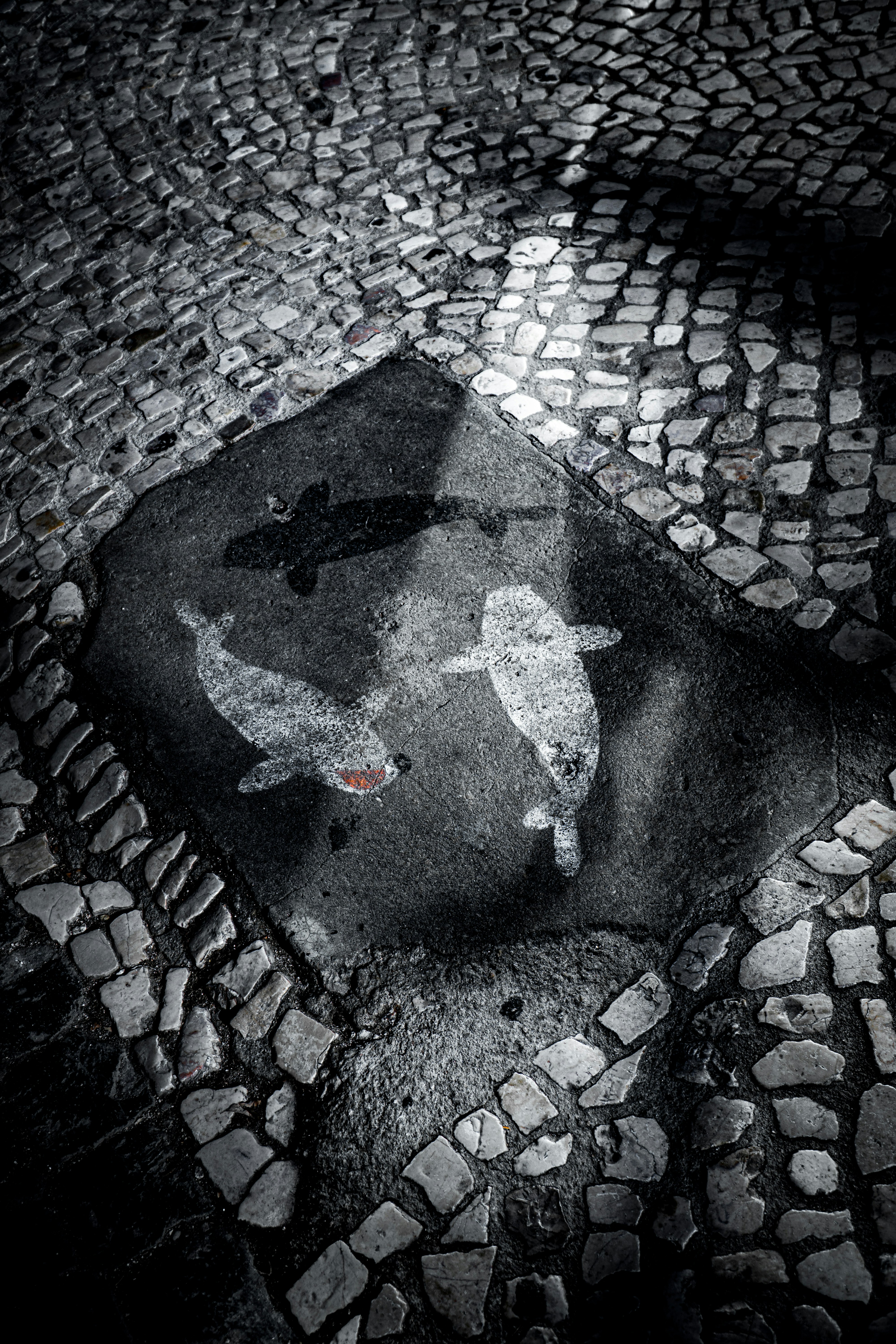 Shaded Fish Mlock: A Stubborn Shadow Portrait on Cobblestones