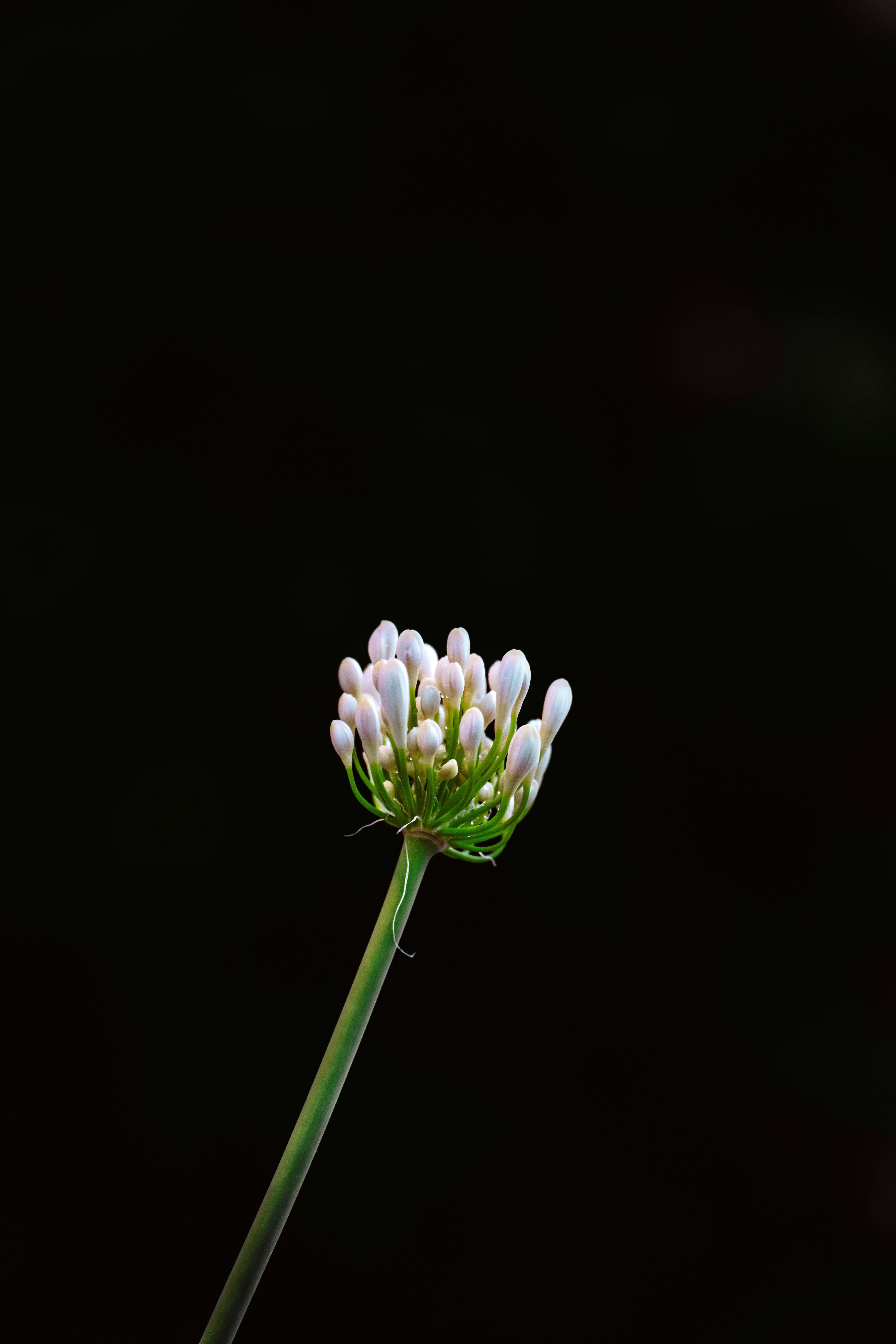 Lone Clover Bloom Reaching Through Darkness
