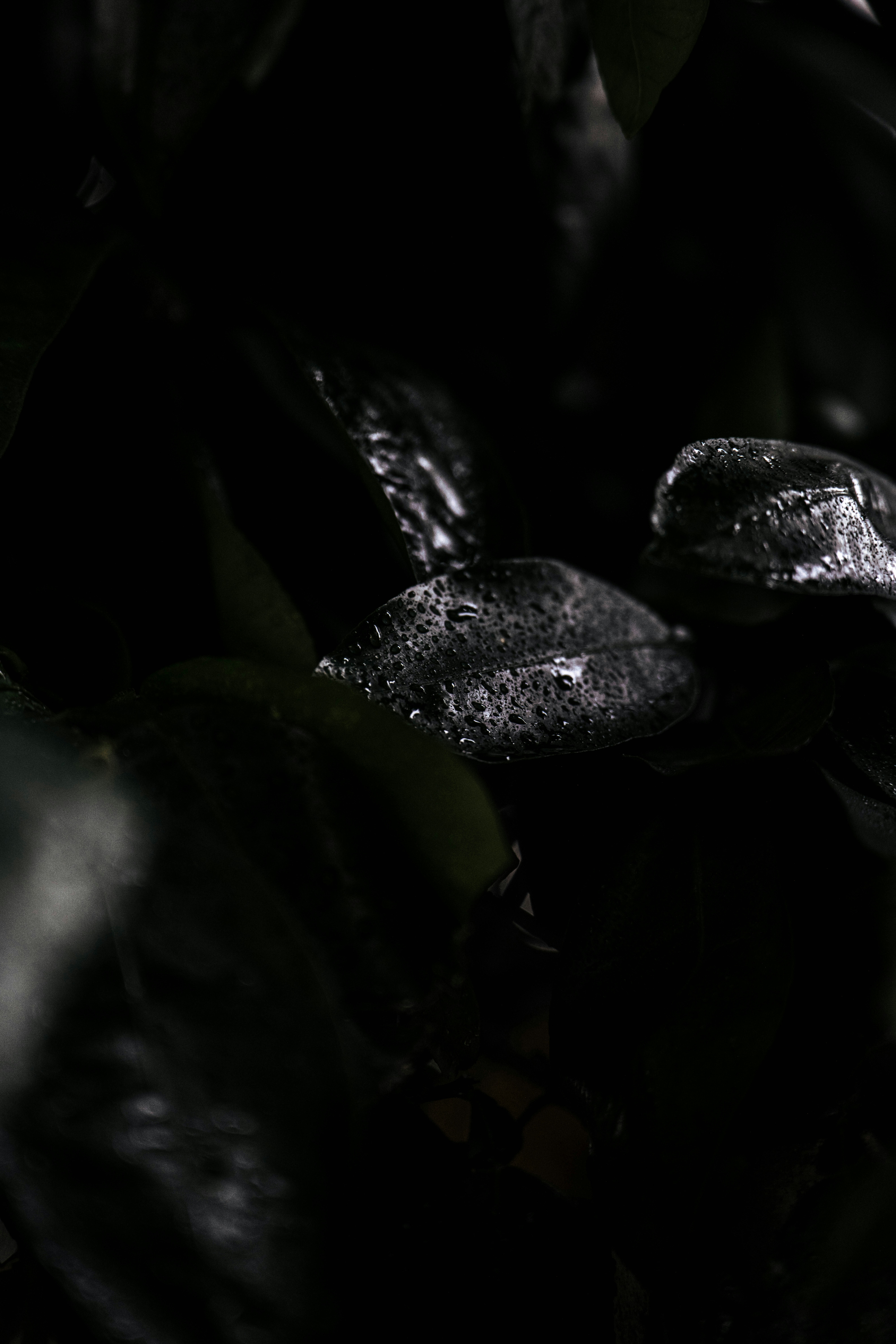 Dew-dusted Leaf in Silent Night Vegetation