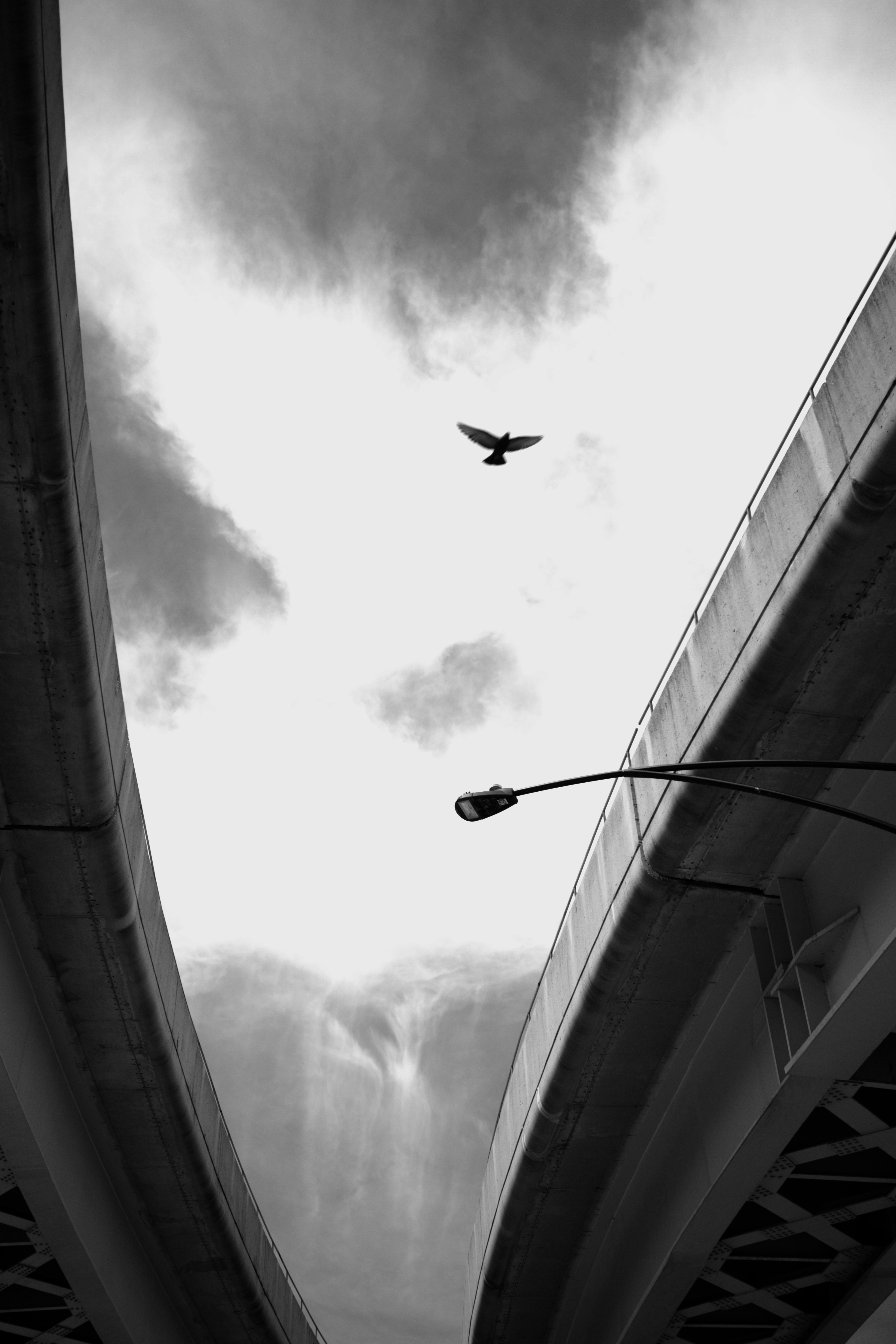 Bird in a Concrete Sky: A Moment Between Bridges