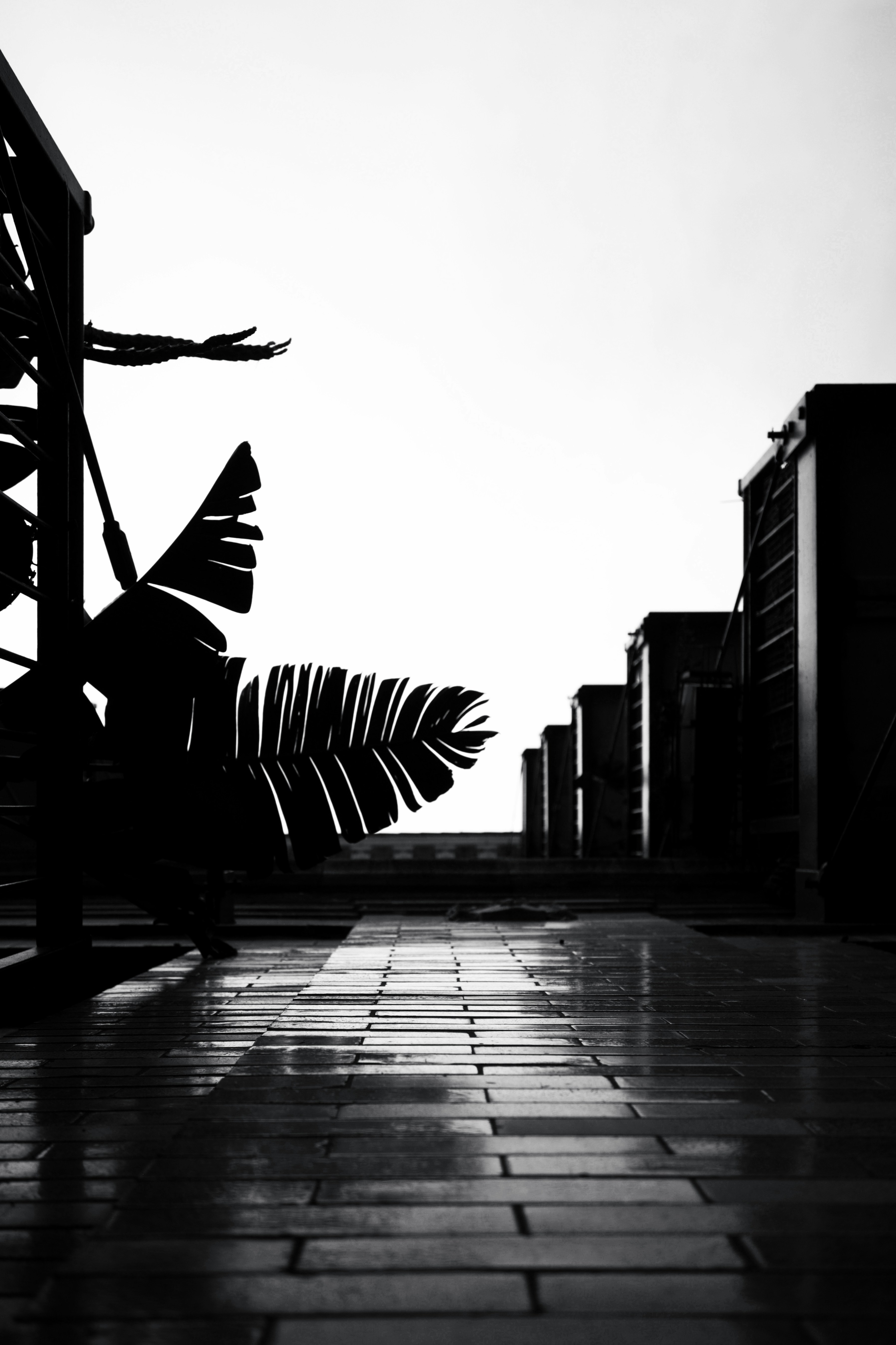 Urban Rooftop Shadows: A Monochrome Corridor of Plants and Lines