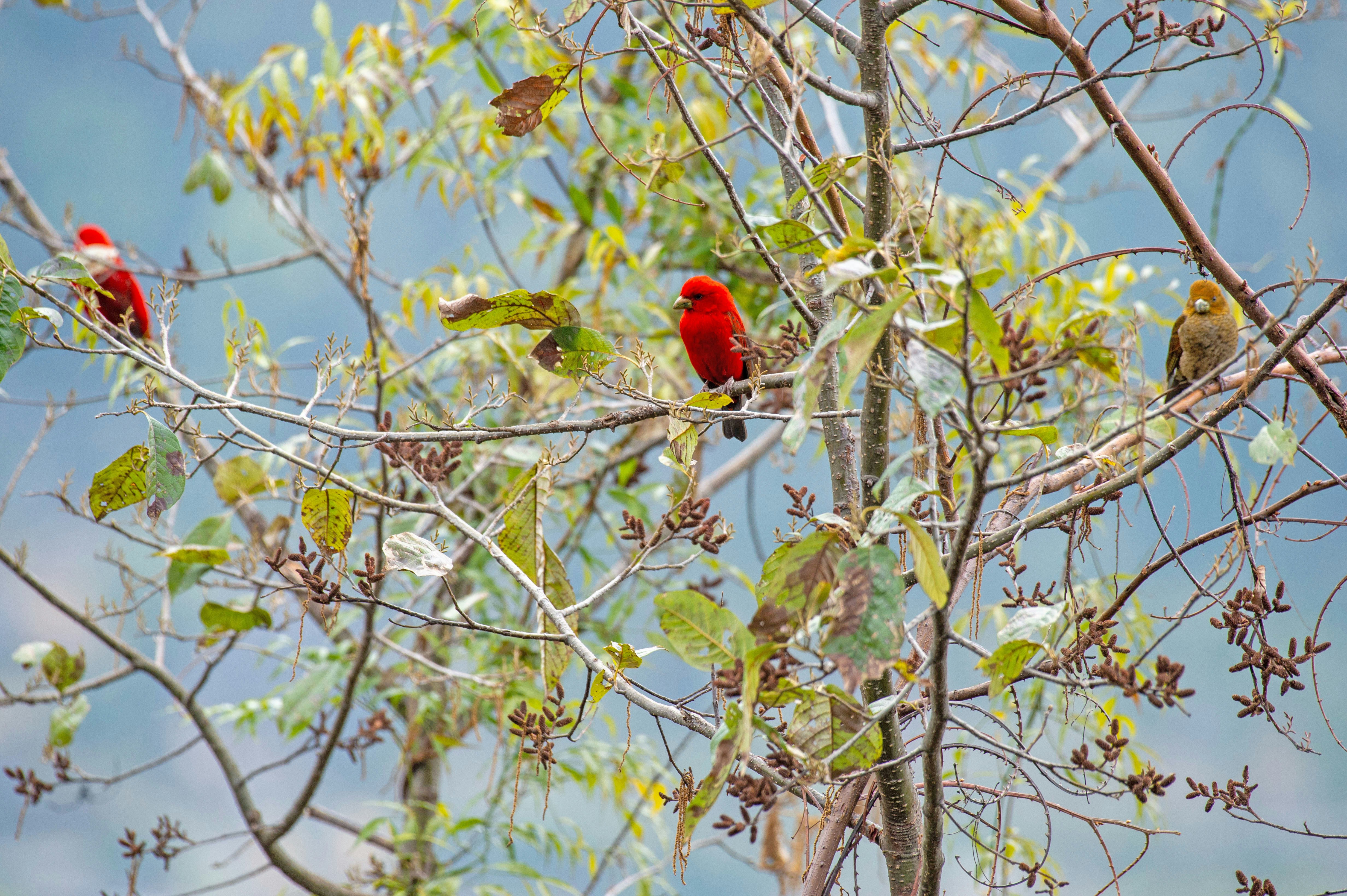 Scarlet Perch on a Quiet Winter Orchard