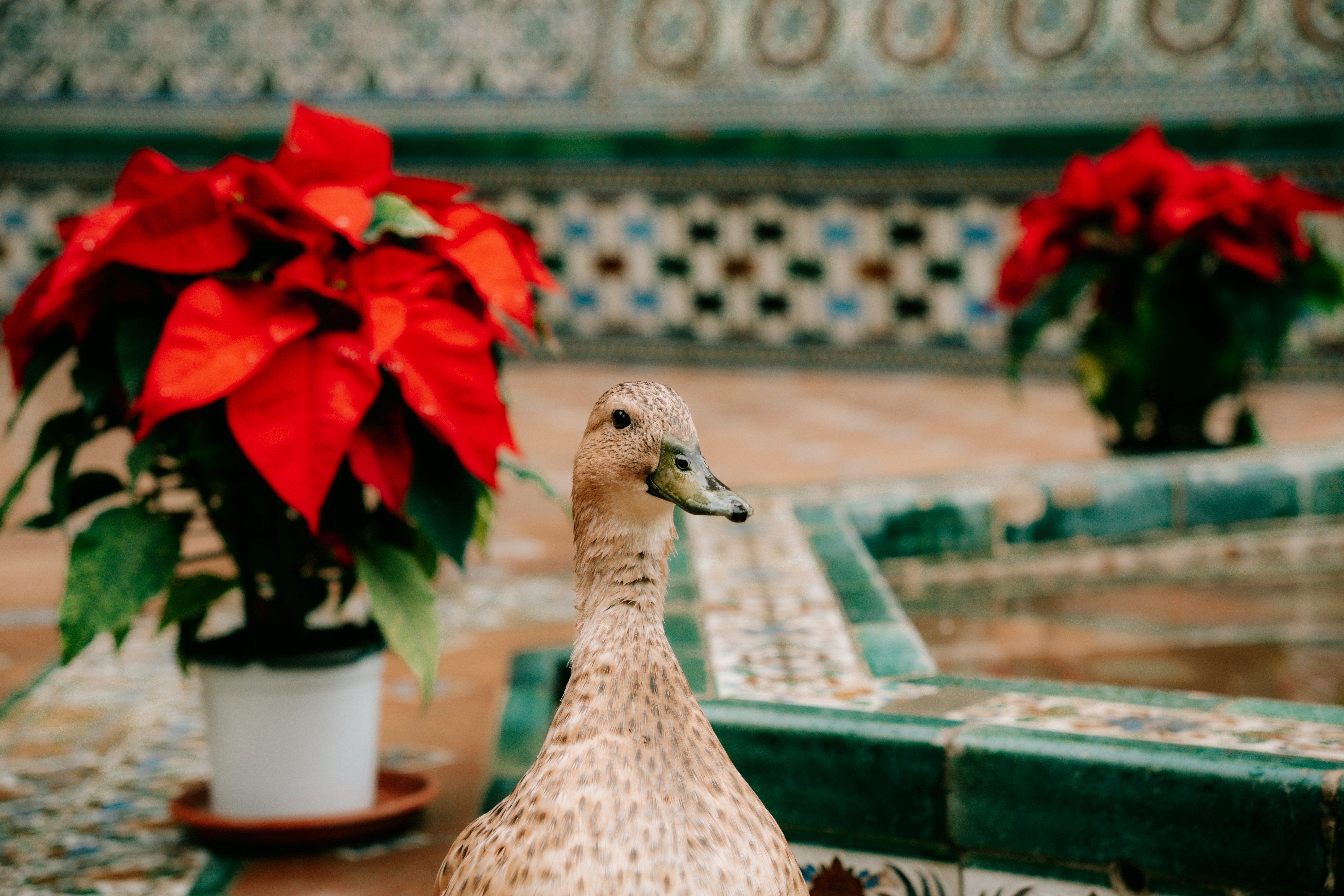 Center Stage Duck Amid Poinsettia Pots by a Tile Mosaic