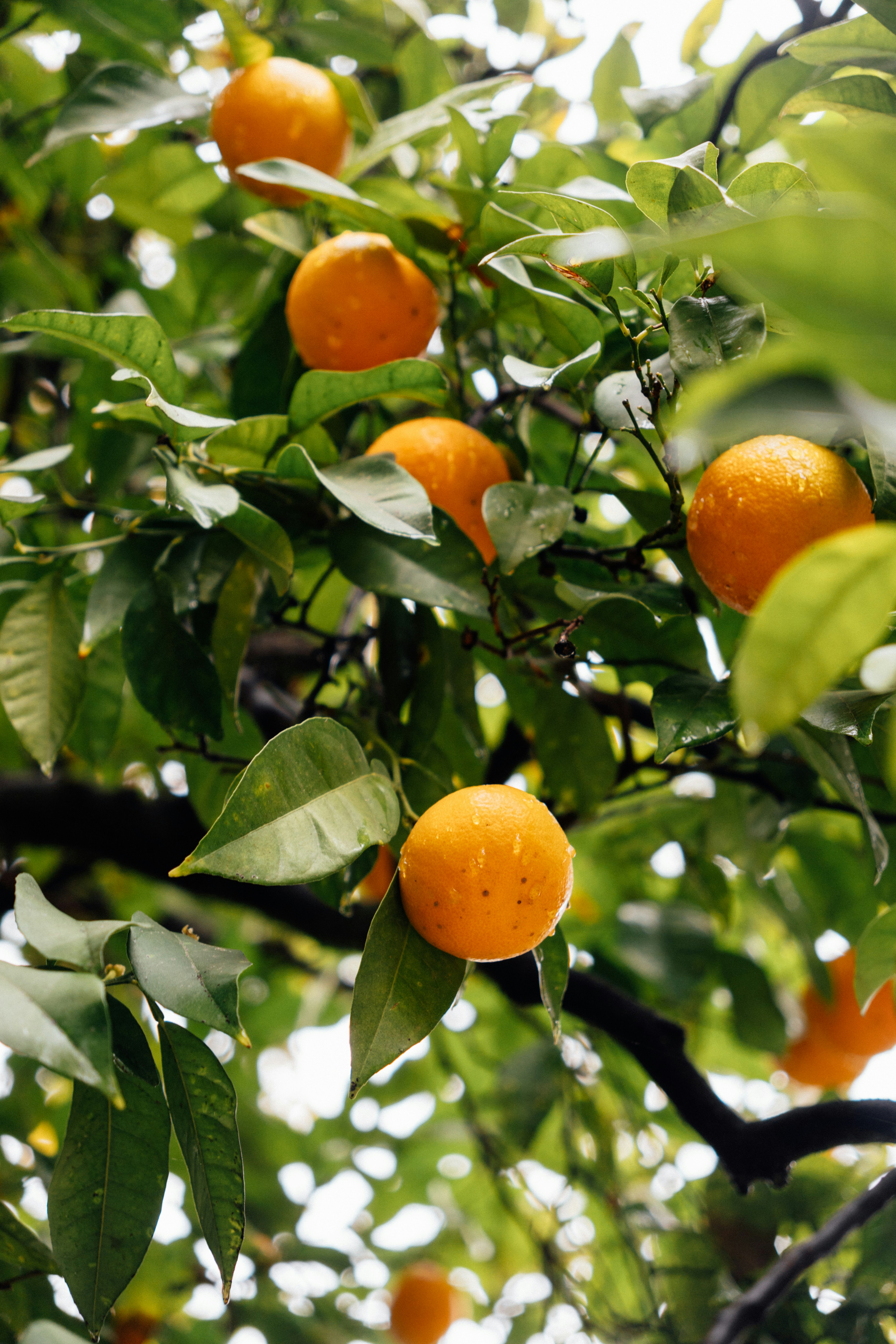 Orange Treasures in a Sunlit Orchard
