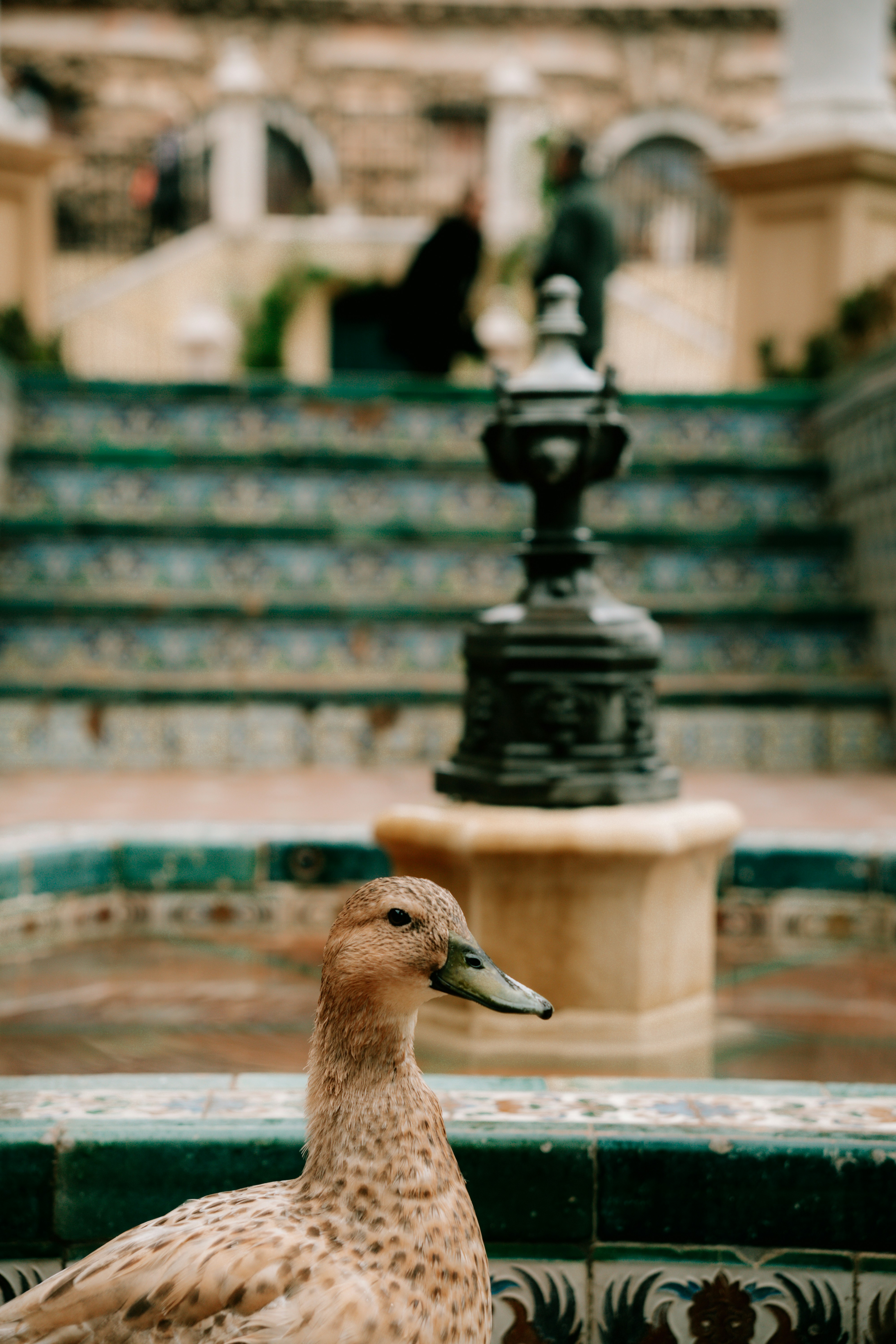 Center Stage Duck with Ornate Fountain and Mosaic Steps