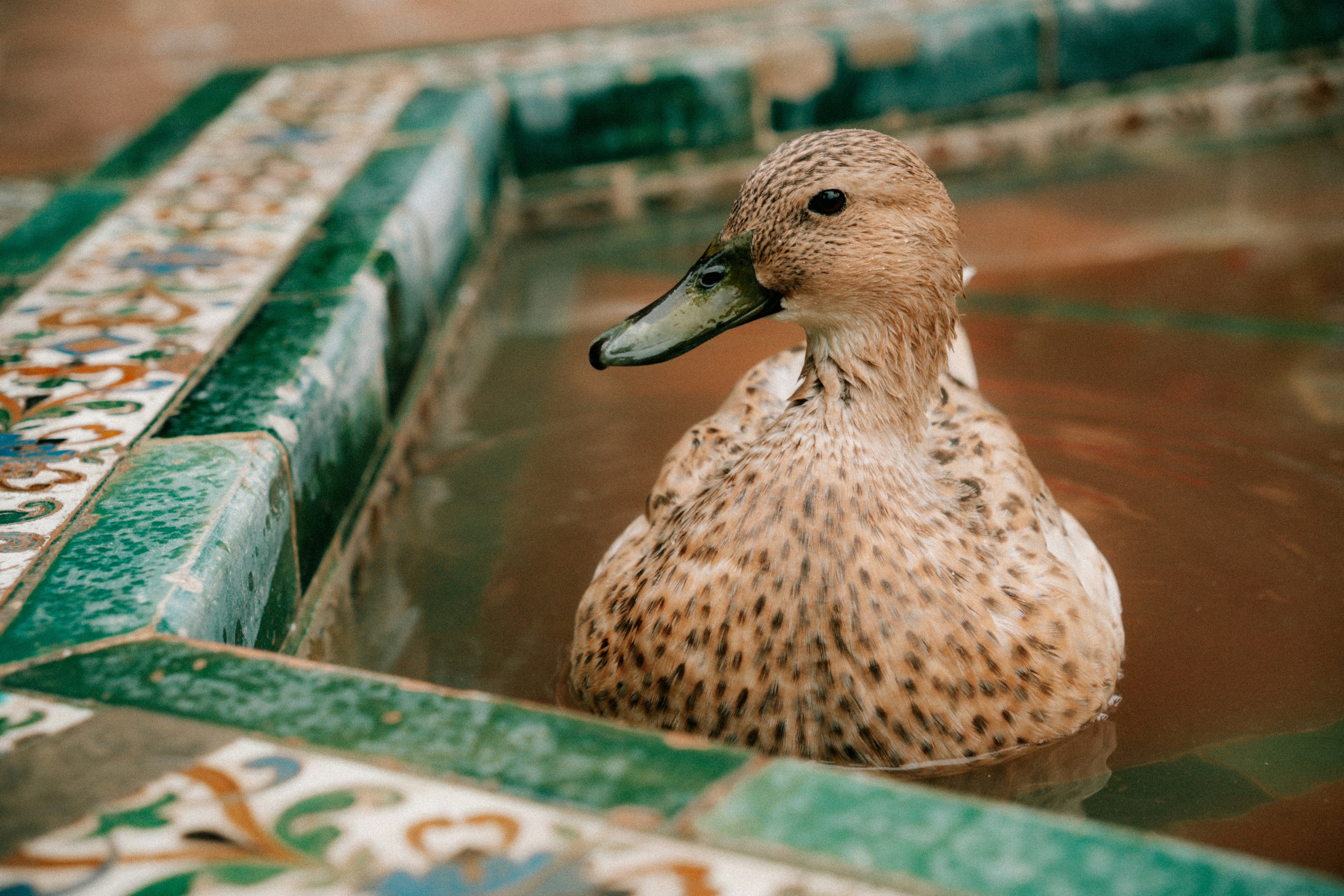 Duck in a tiled pool: quiet moment by patterned edges