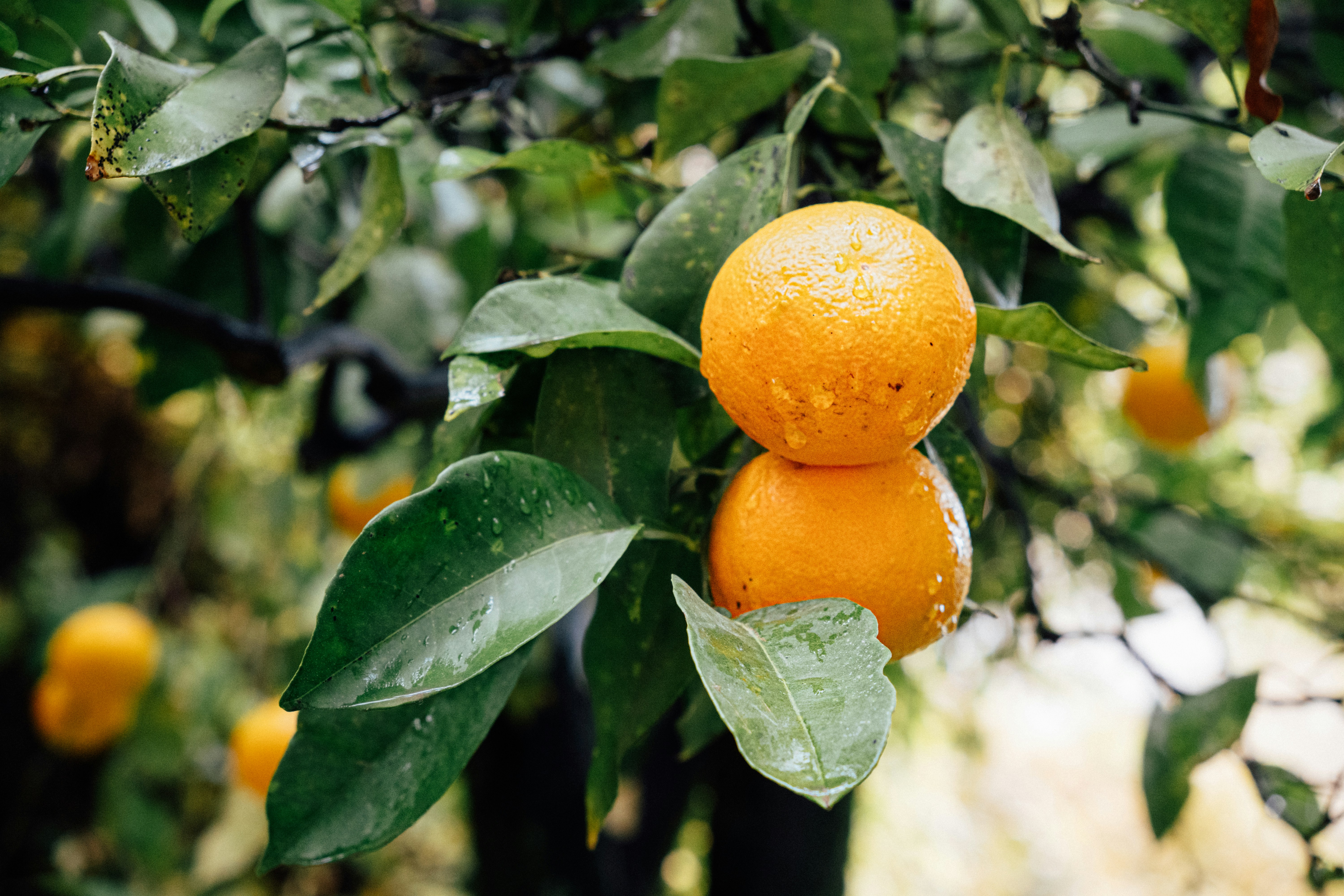 Golden Oranges in Spring Green Canopy